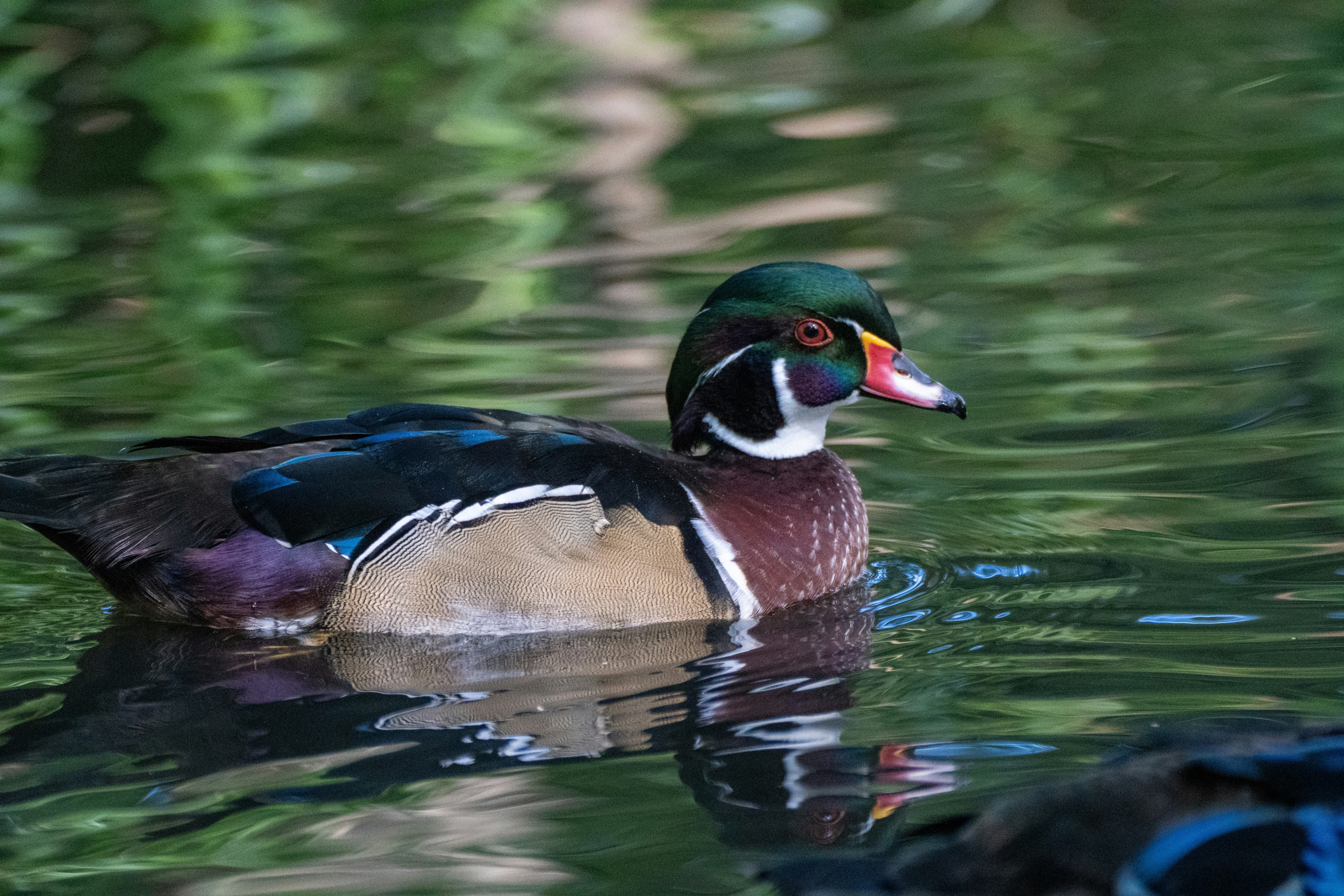 Peacock-headed Duck Gliding Through Quiet Reflections