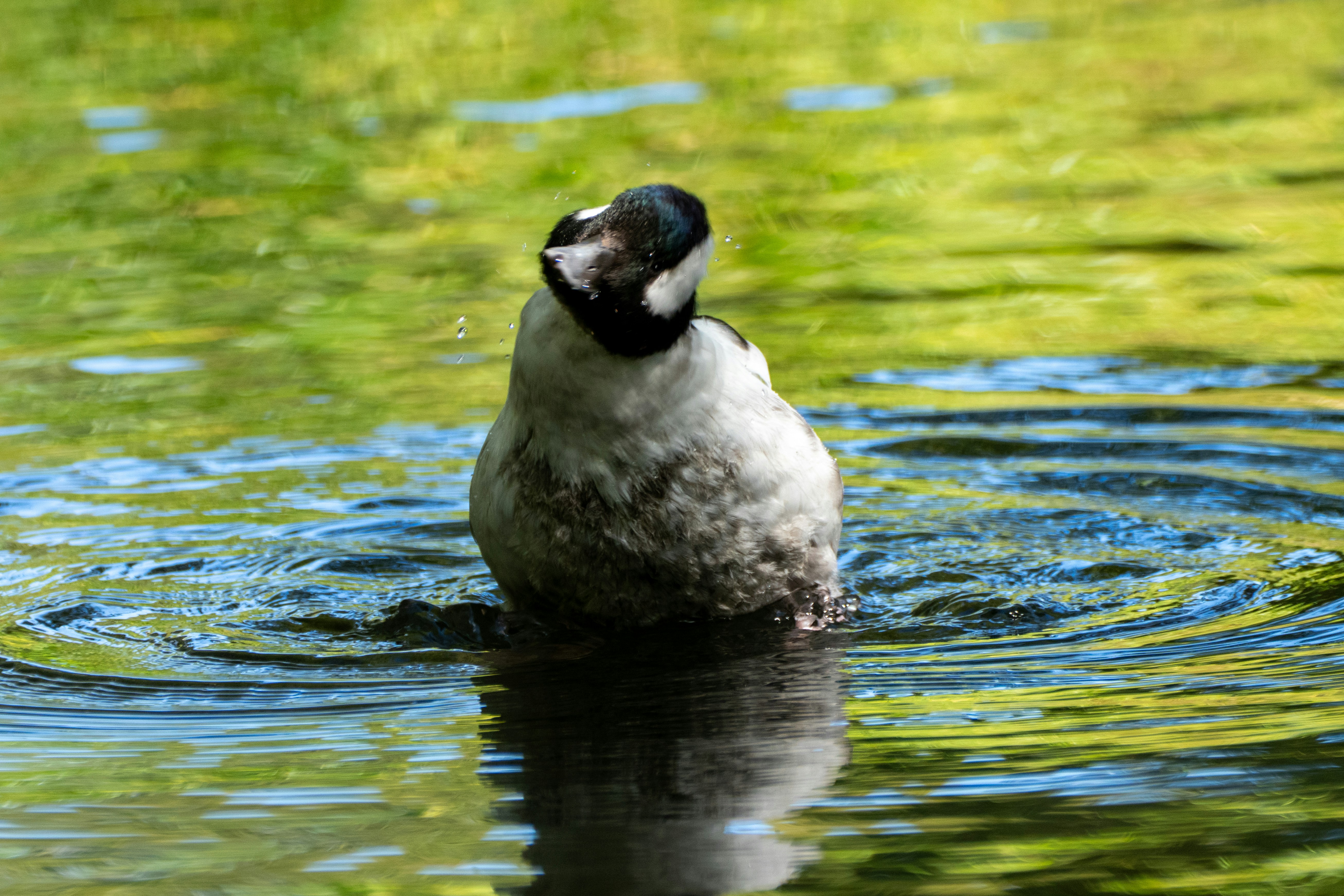 Center of Ripples: A Dapper Duck Emerges in Summer Light