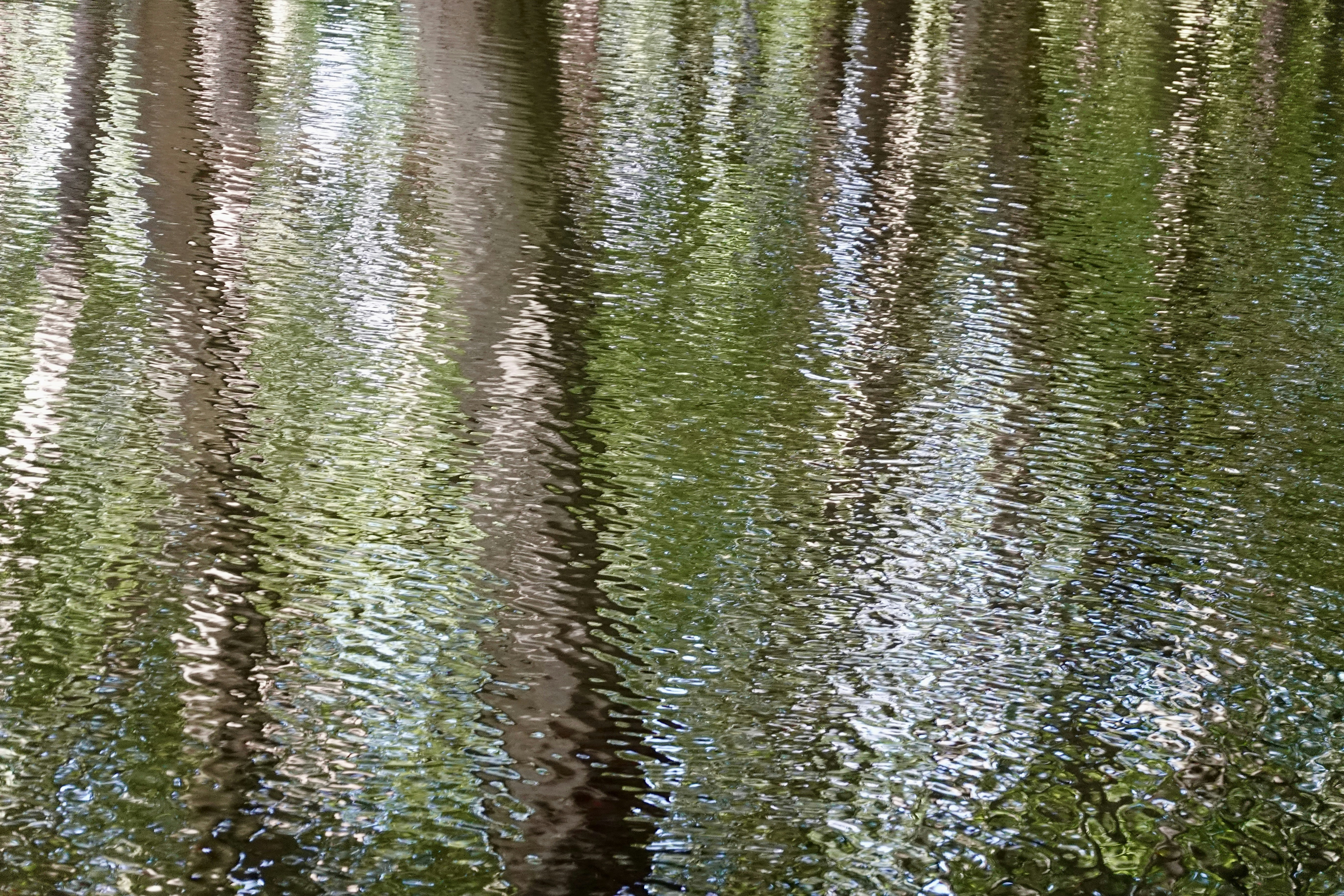 Reflection of beech trees in a small canal