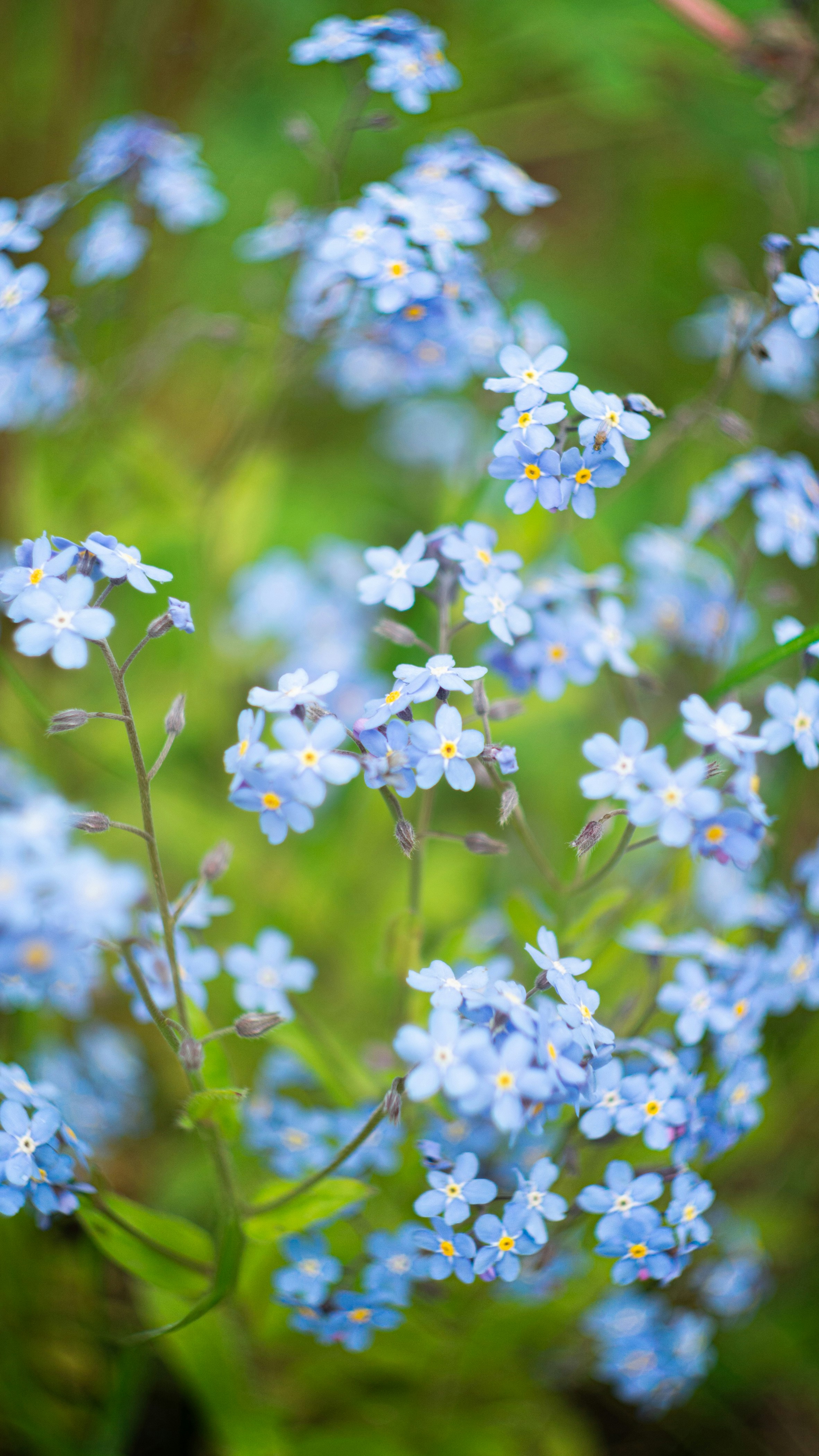 Blue forget-me-nots in soft bloom create a sunlit tapestry
