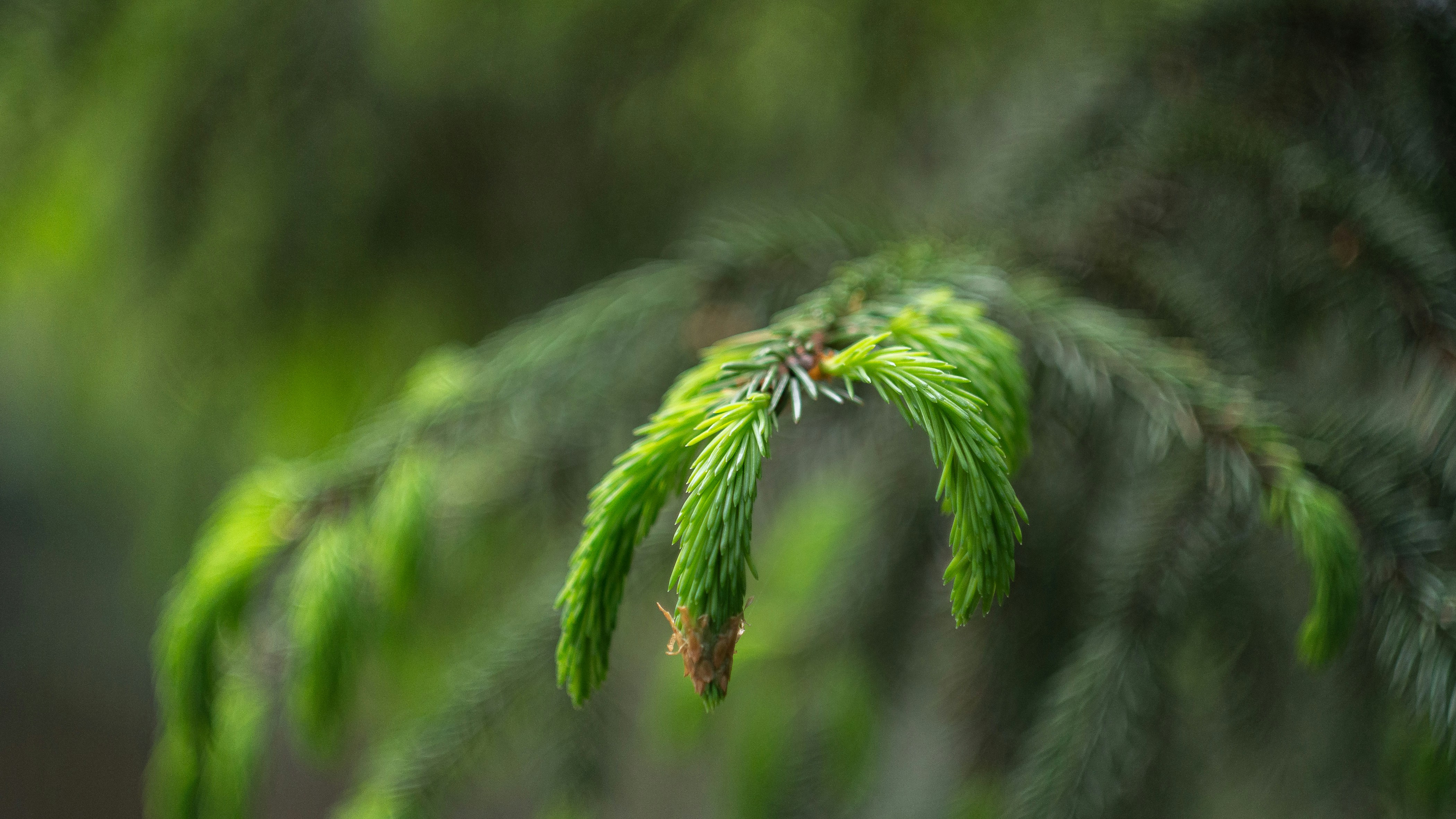 Emerald Sprout Curl: A Fresh Needle of Green in Soft Forest Light