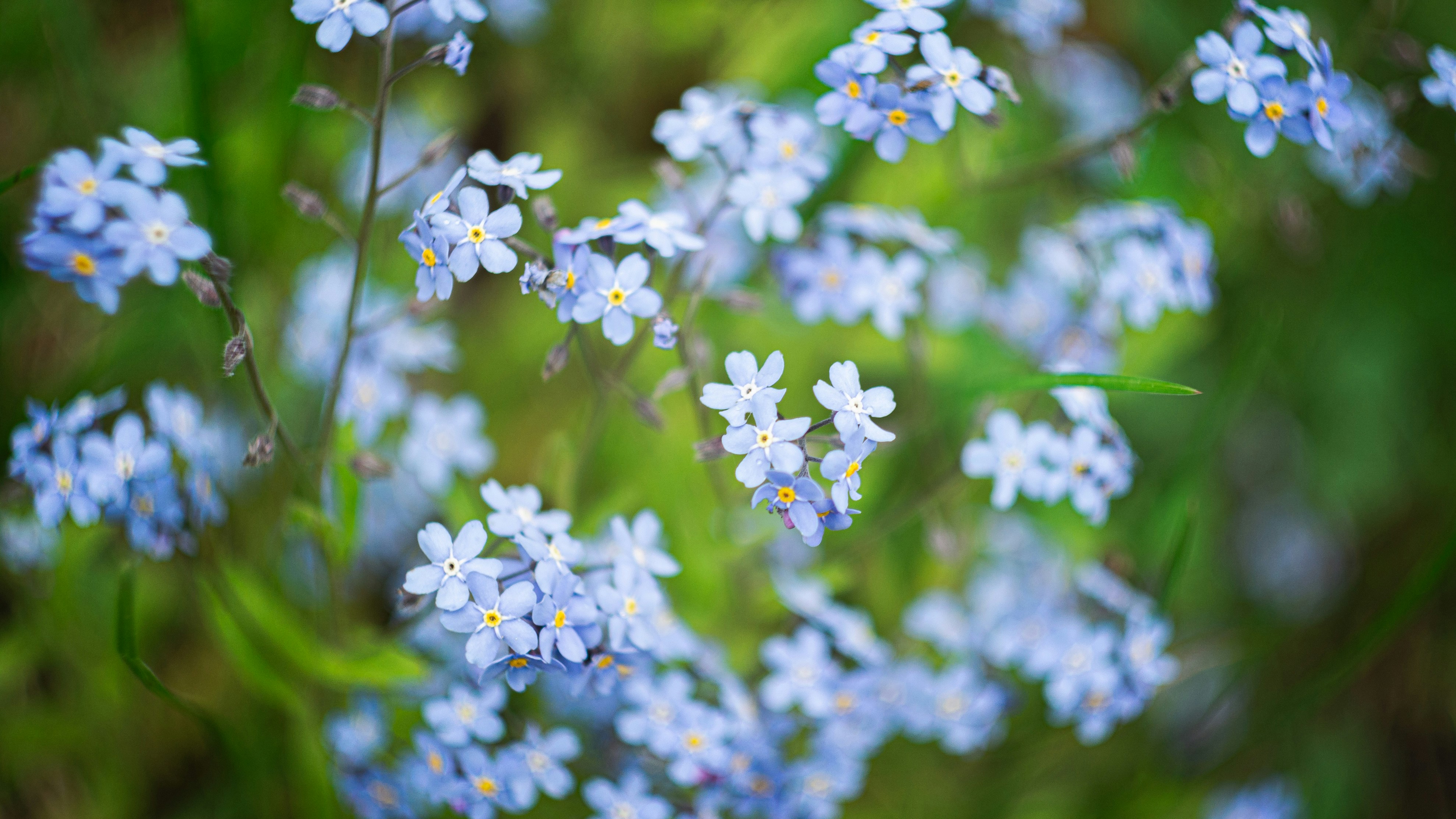 Field of Blue Memory: Delicate Cornflower Blooms Close-up