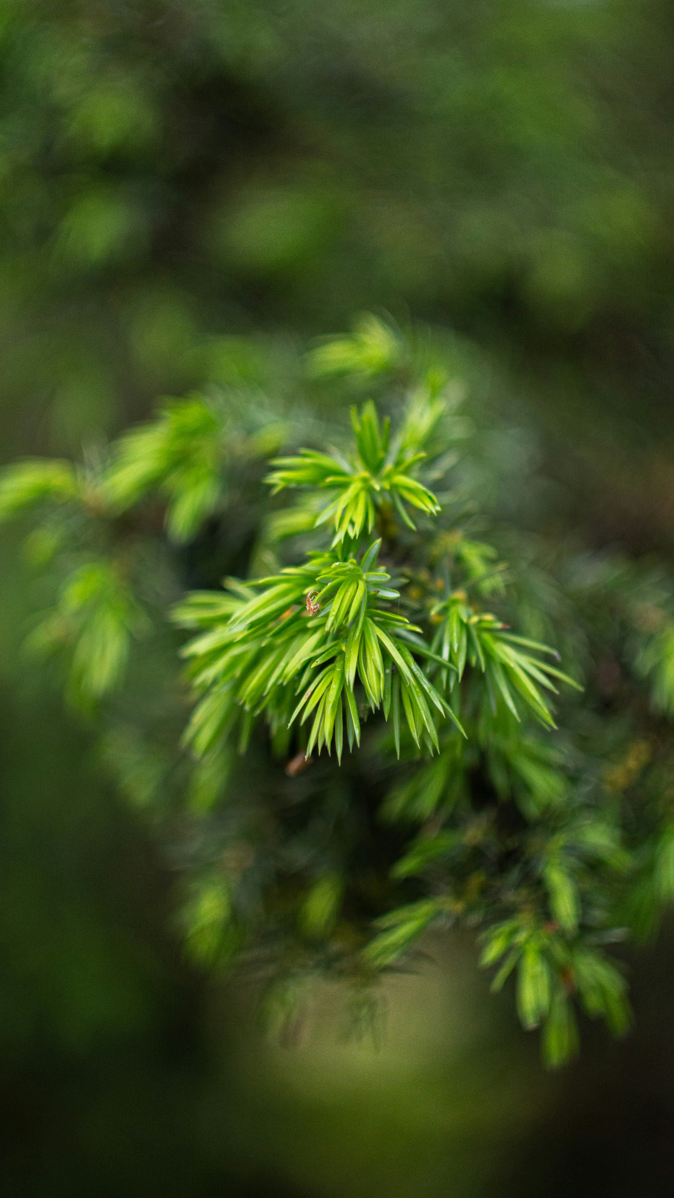 Emerald Sprigs in Soft Focus