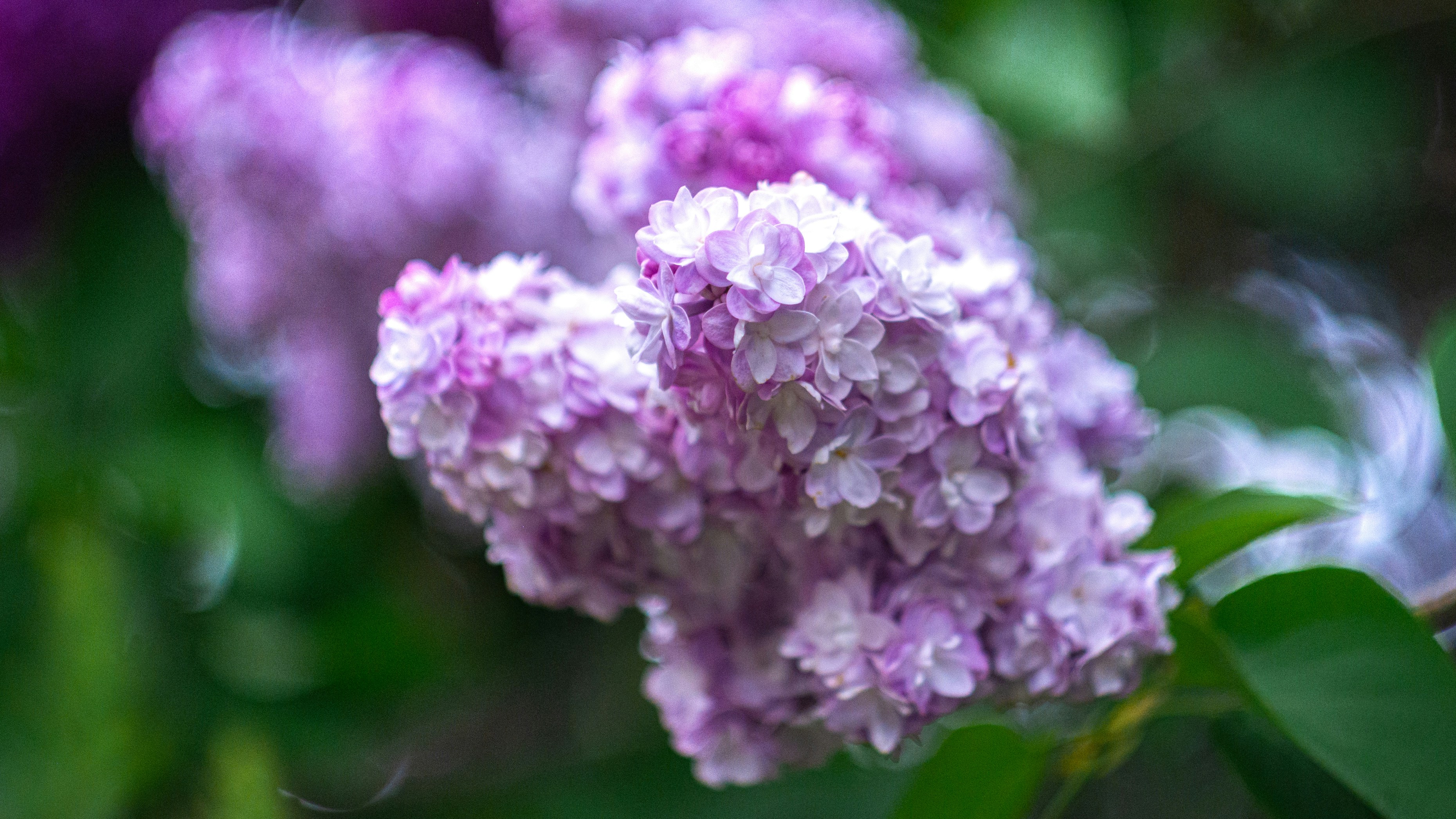 Soft Magnolia-like Hydrangea Cluster in Spring Garden