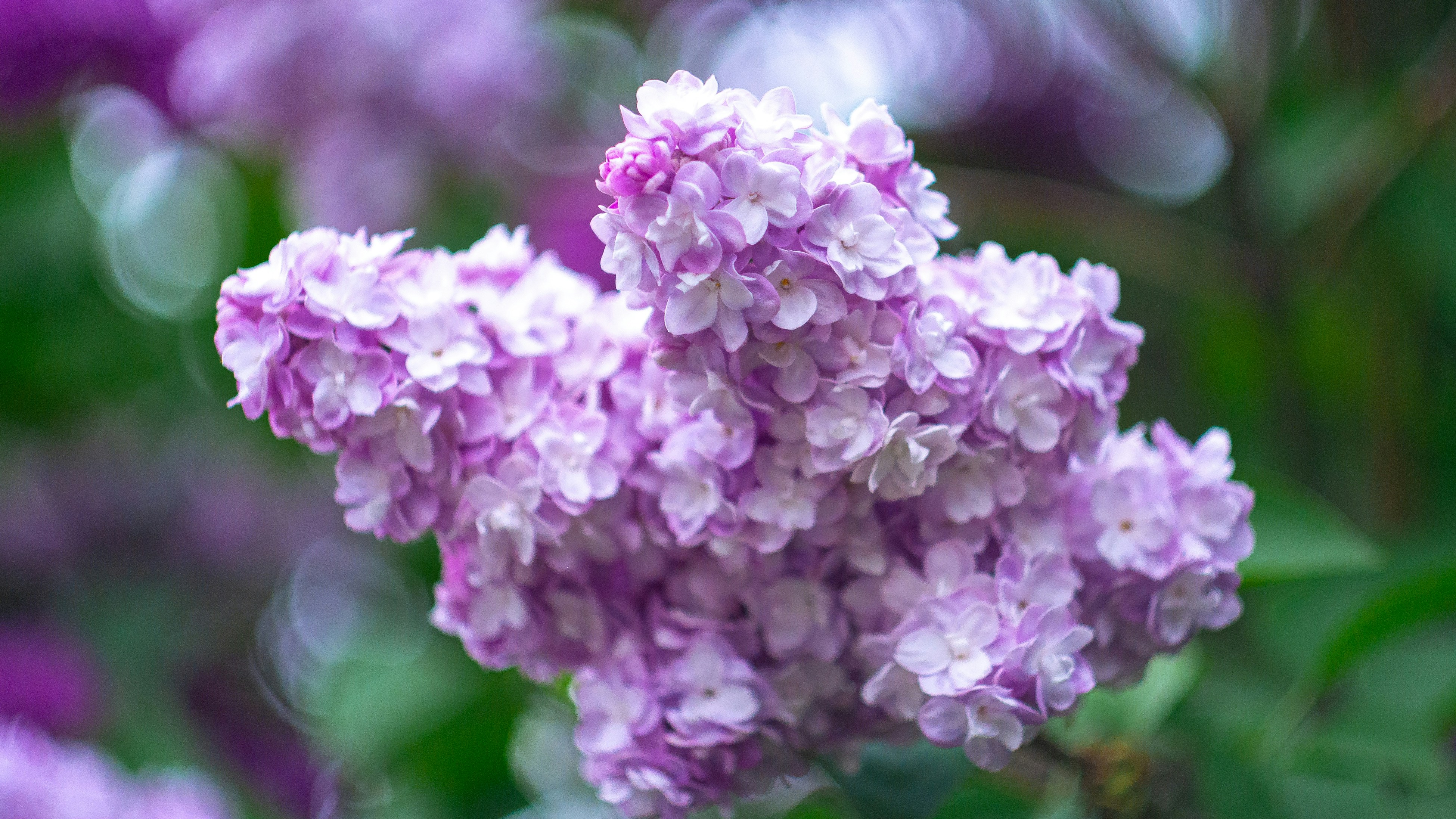 Lavender Cloud: Close-Up of Lilac Blossoms in Soft Focus