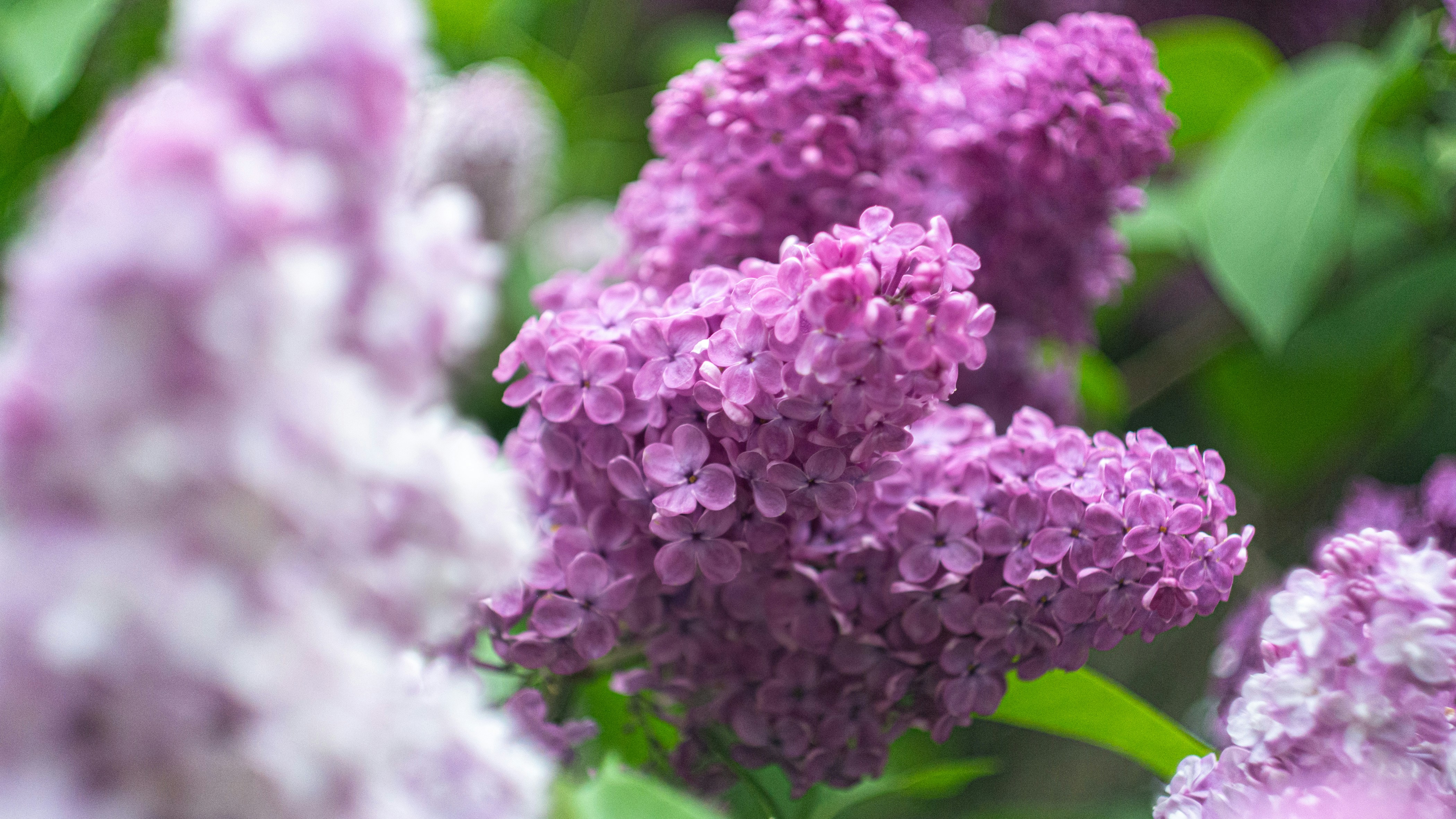 Lilac Veil: Soft Clusters in Spring Green