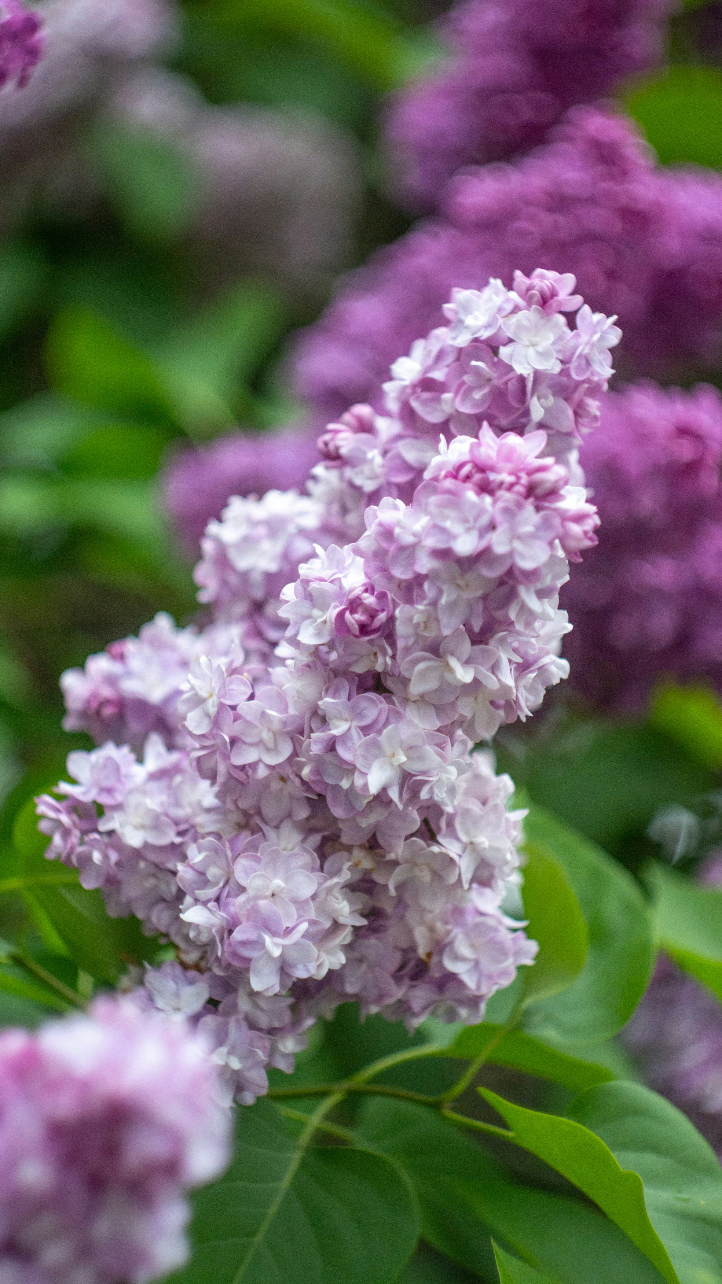Lilac Spike: close-up of cascading lilac blossoms against a blurred garden backdrop