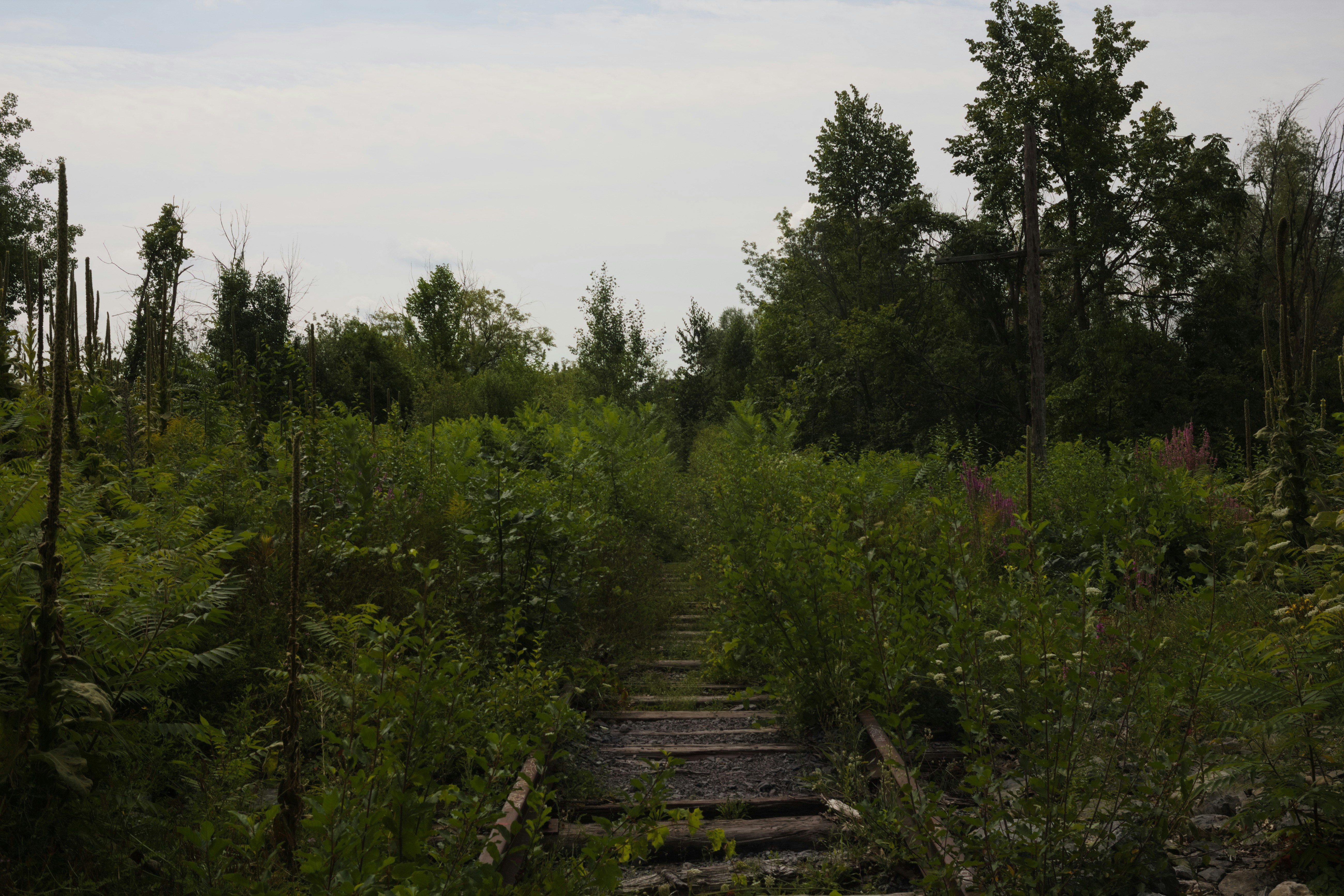 Overgrown railway tracks vanish into dense greenery as trees rise along the corridor; a calm, natural landscape without people. This photograph captures a quiet, abandoned passageway reclaimed by nature.