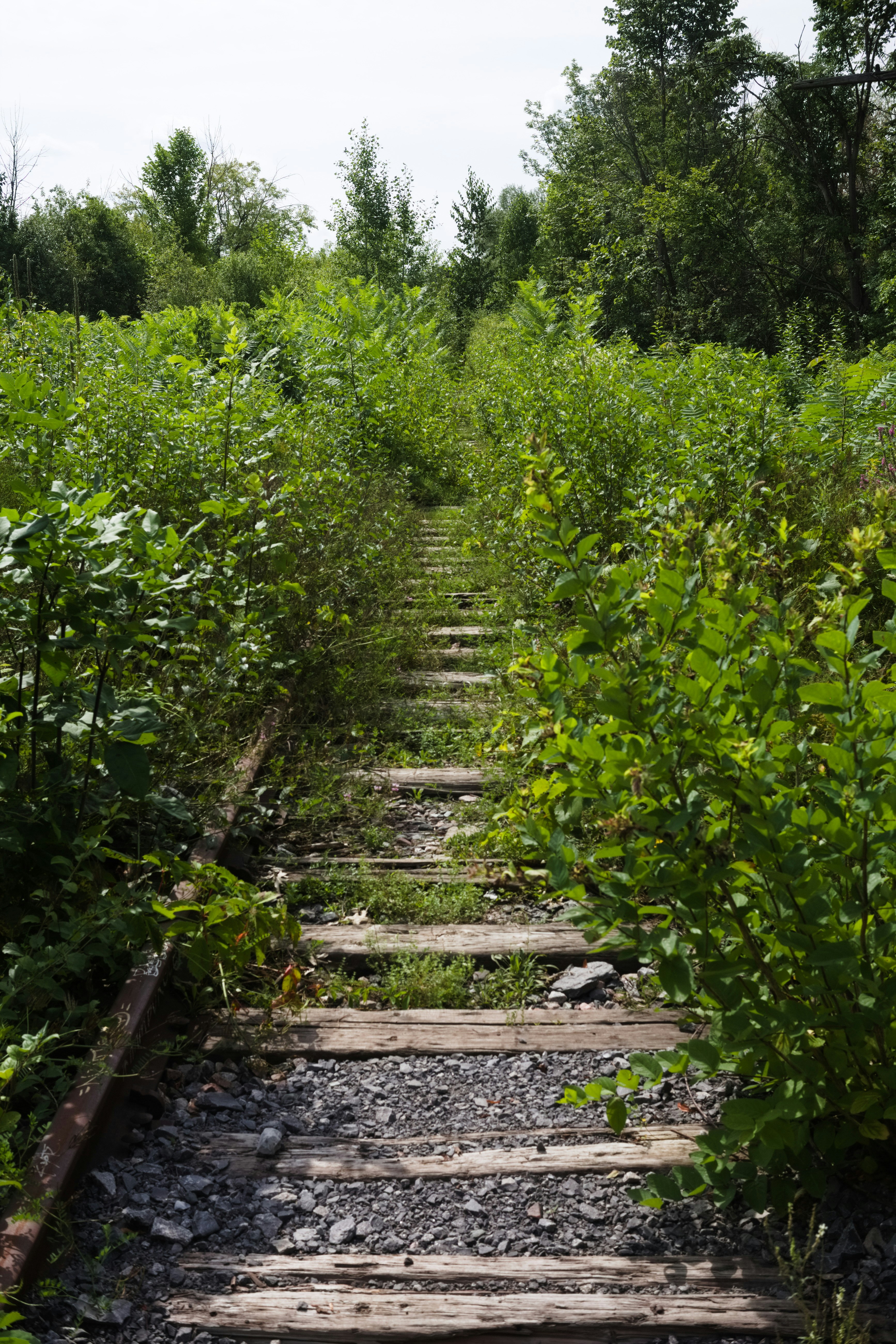 Overgrown Rails to Nowhere: A Verdant Path Beneath Open Sky
