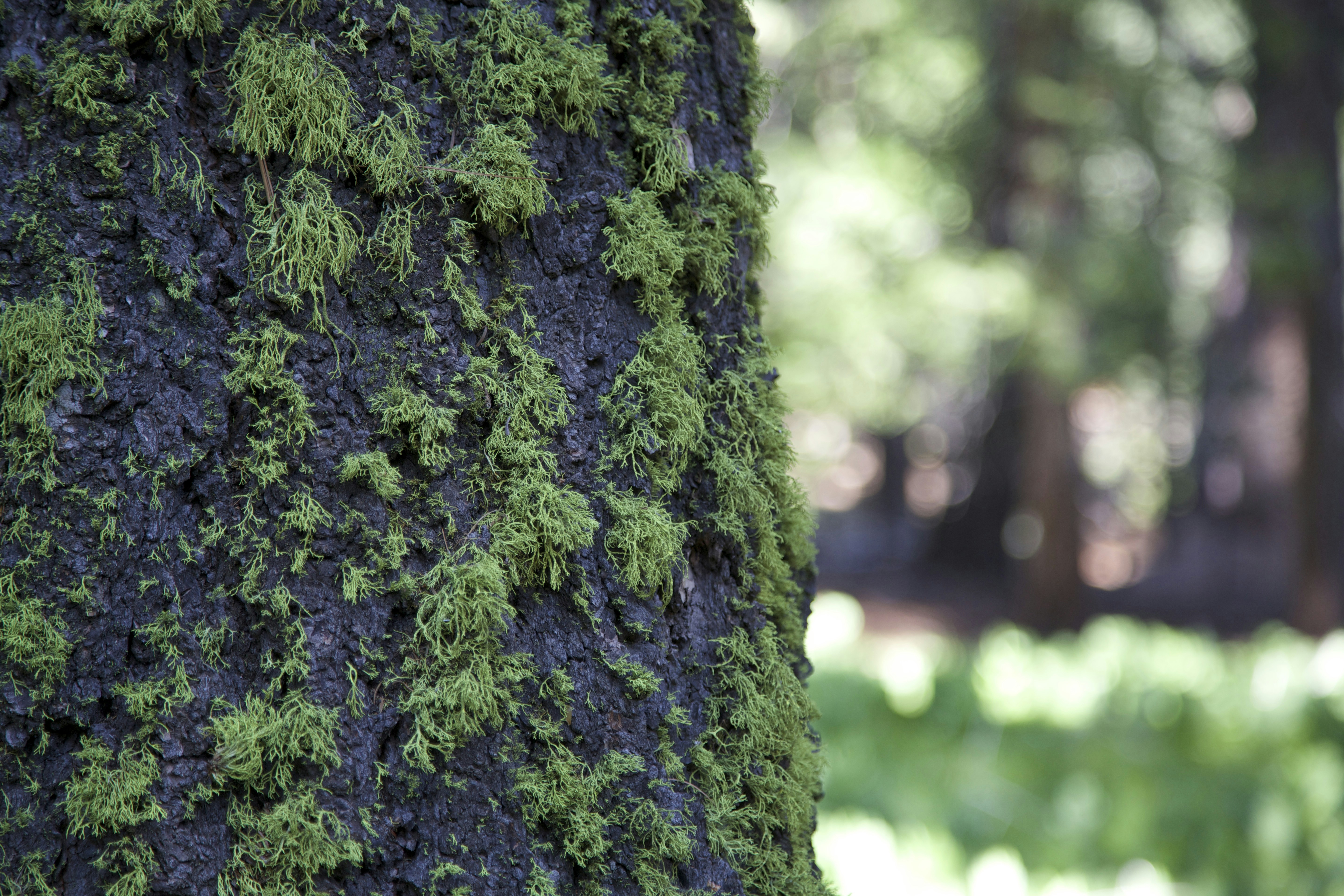 Forest Moss Portrait: A Closer Look at Bark Texture