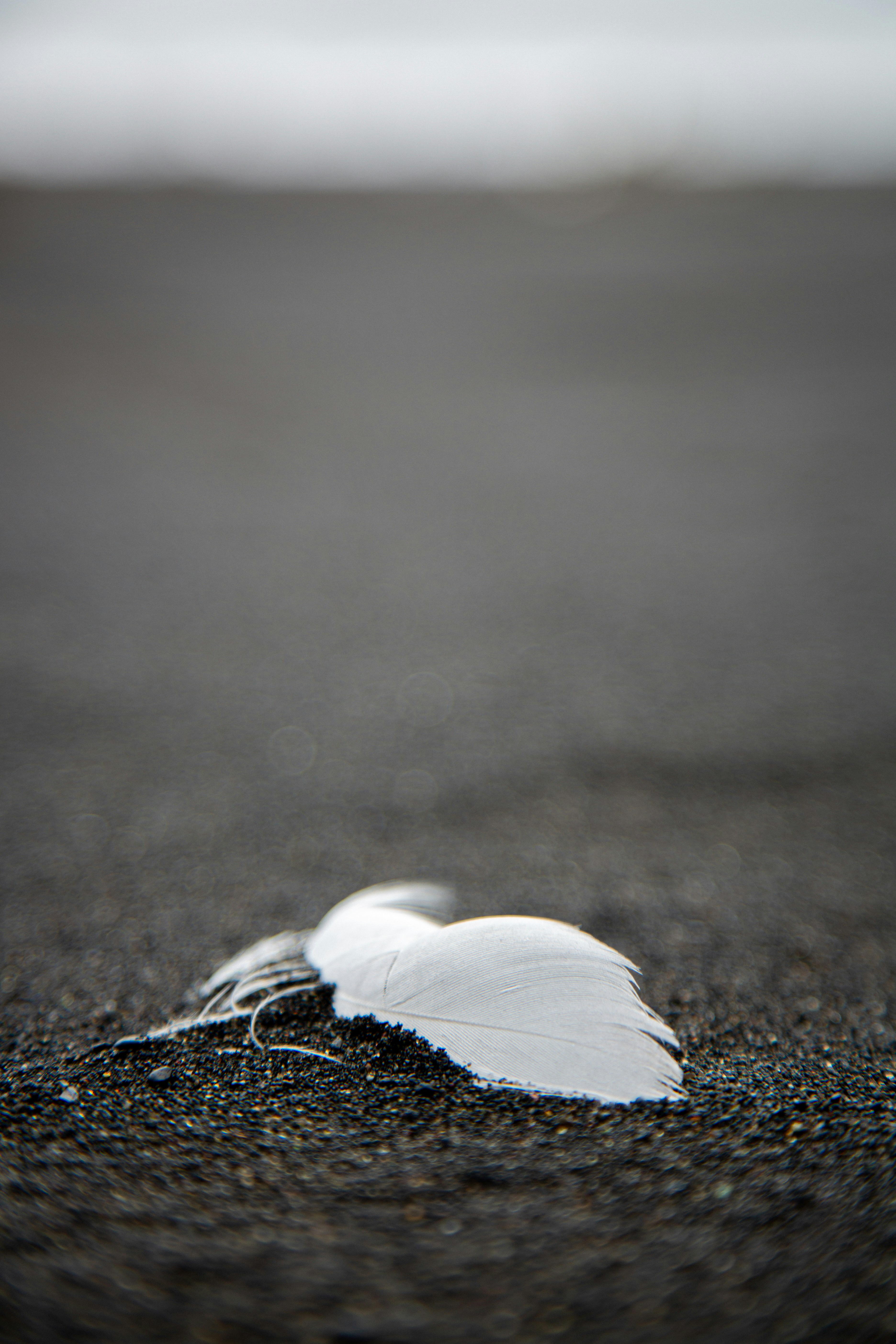 Feather on the Shoreline: A Quiet Moment at Dusk
