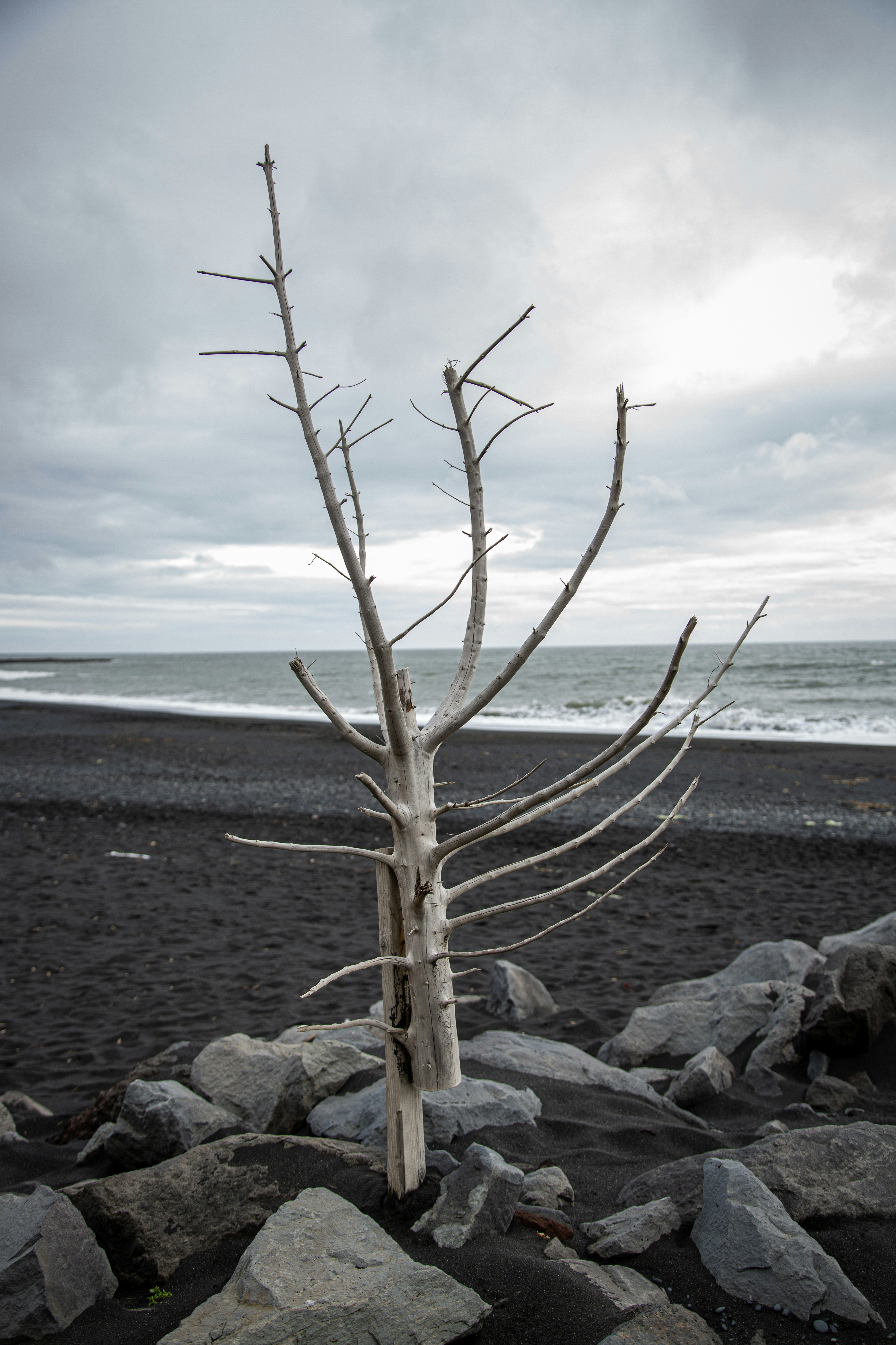 Driftwood sentinel on a basalt shore under a pensive sky