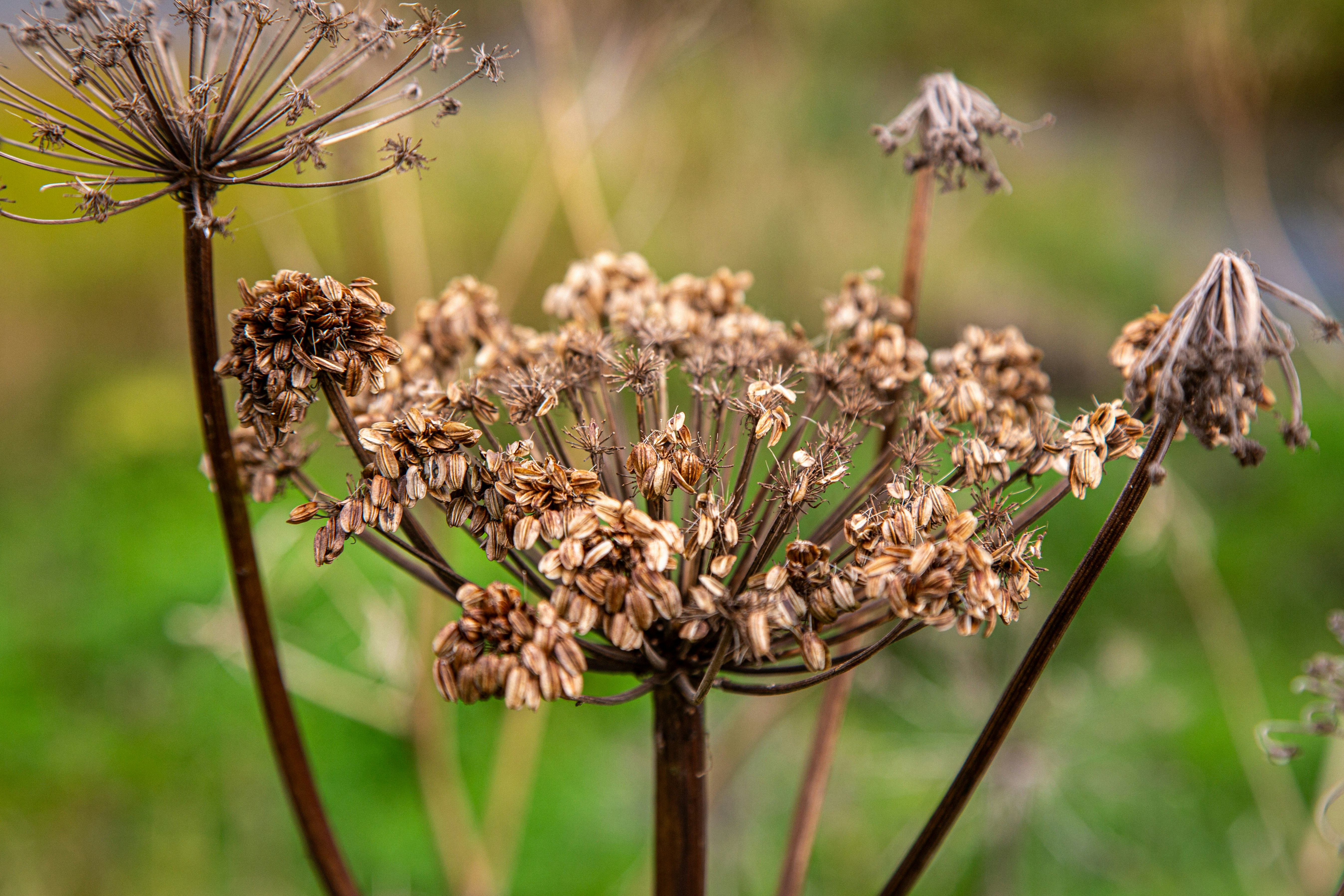 Withered Umbels in a Quiet Meadow
