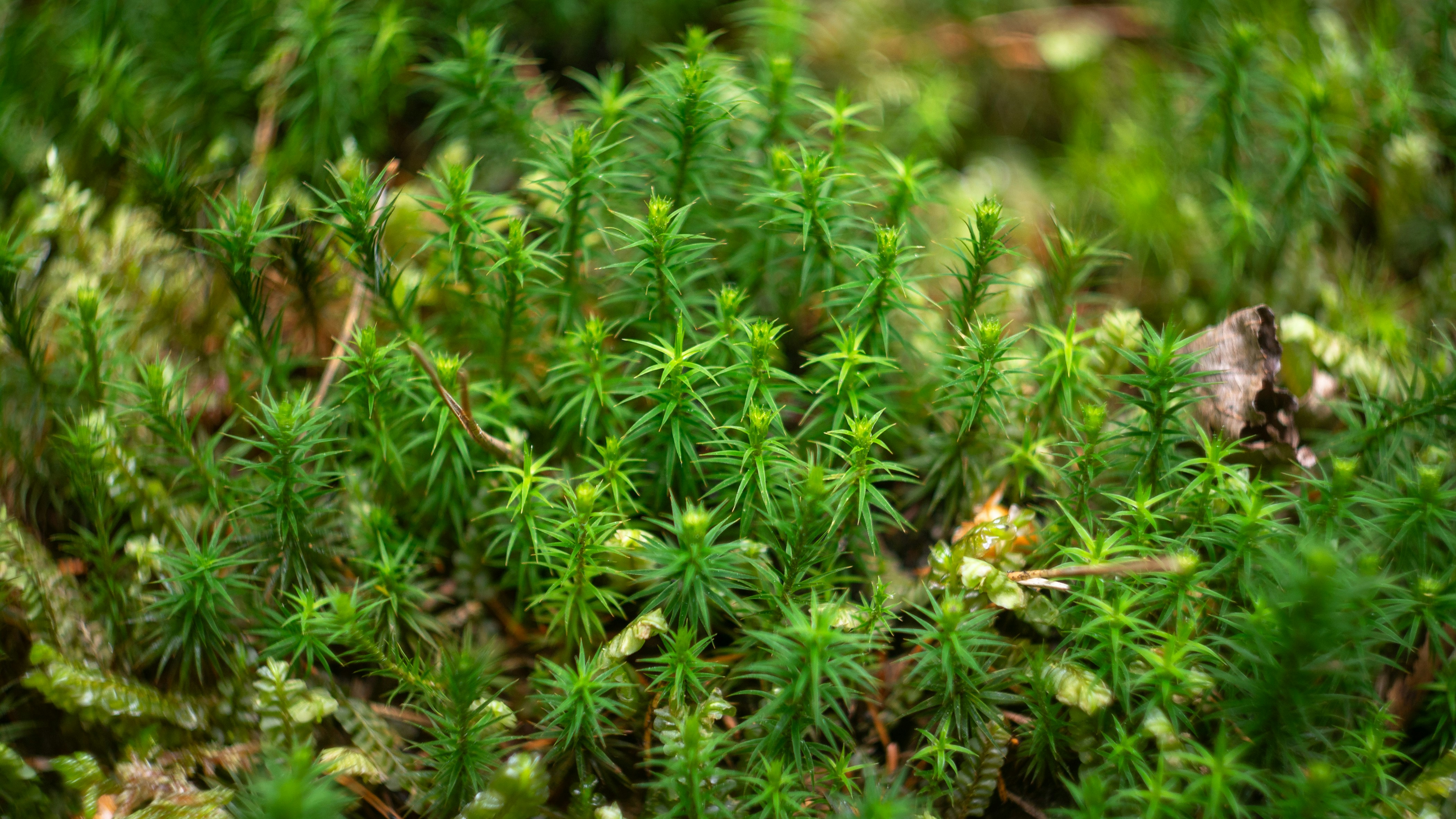 Emerald Understory: Macro Carpet of Needle-like Ferns Surging Through Moss