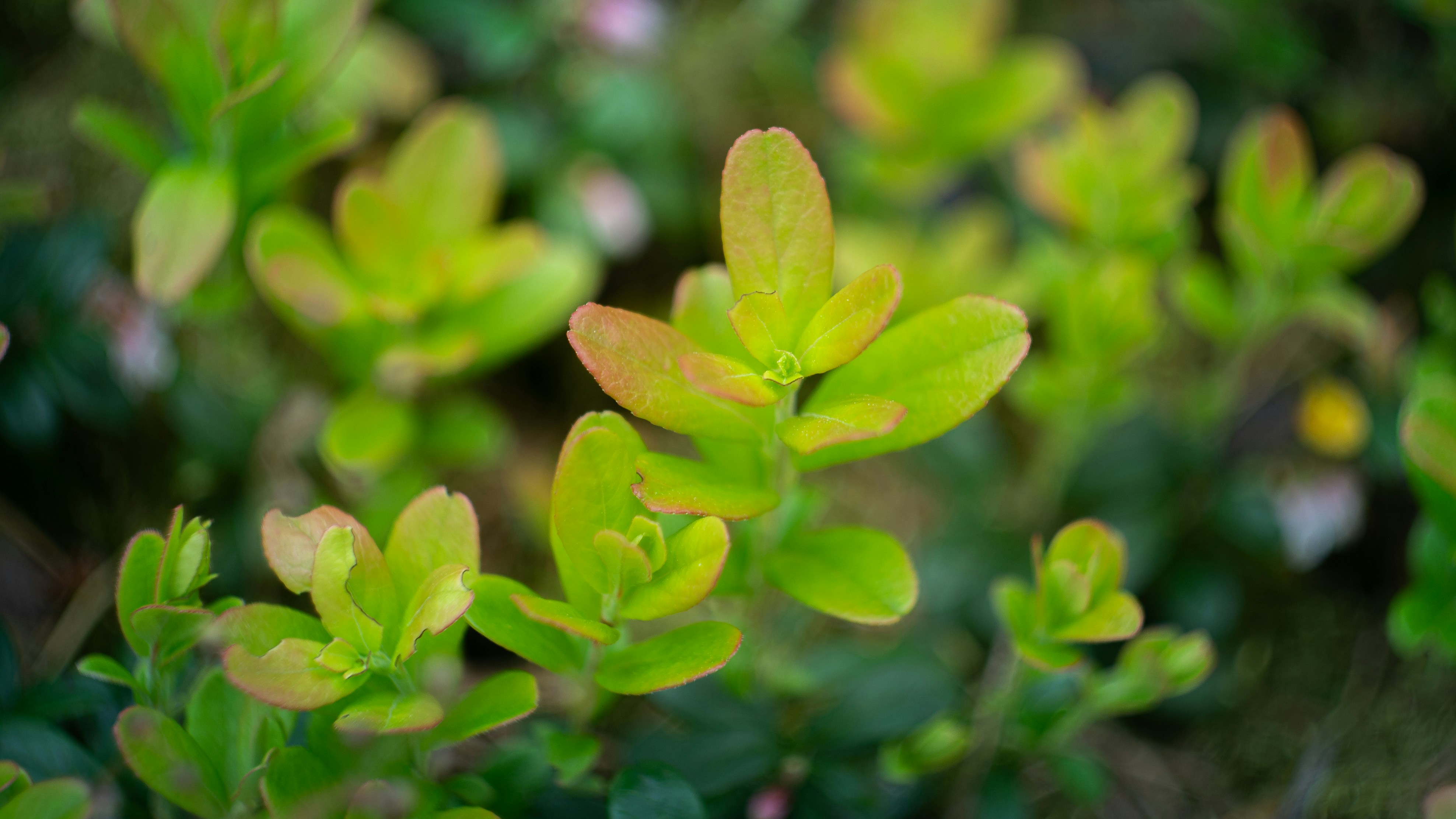 Emerald Sprigs: Fresh Green Leaves in Soft Focus