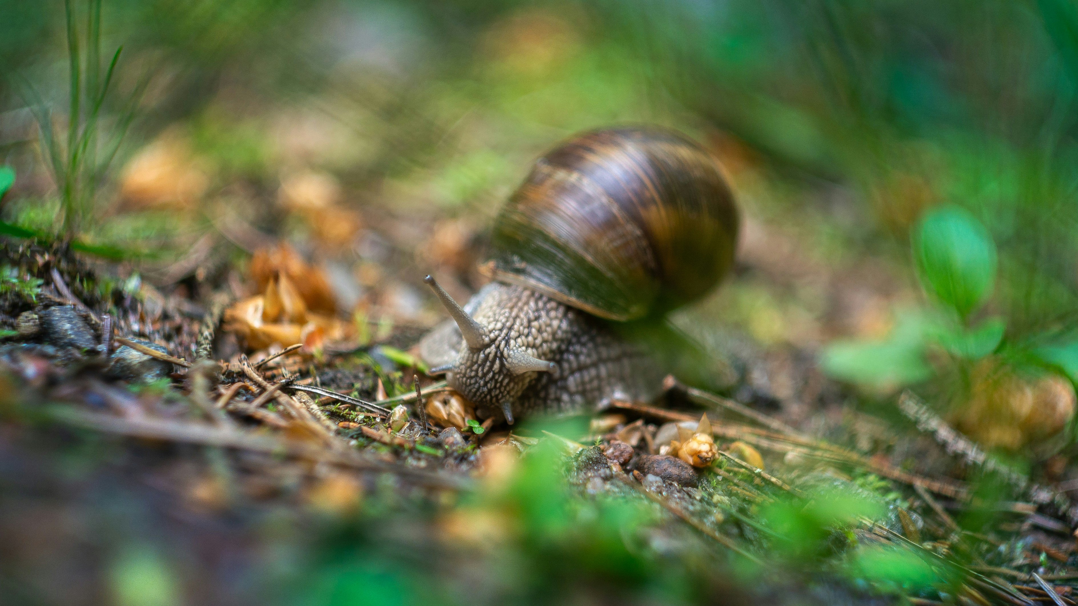 A Quiet March: Close-Up on a Snail Traversing Forest Debris