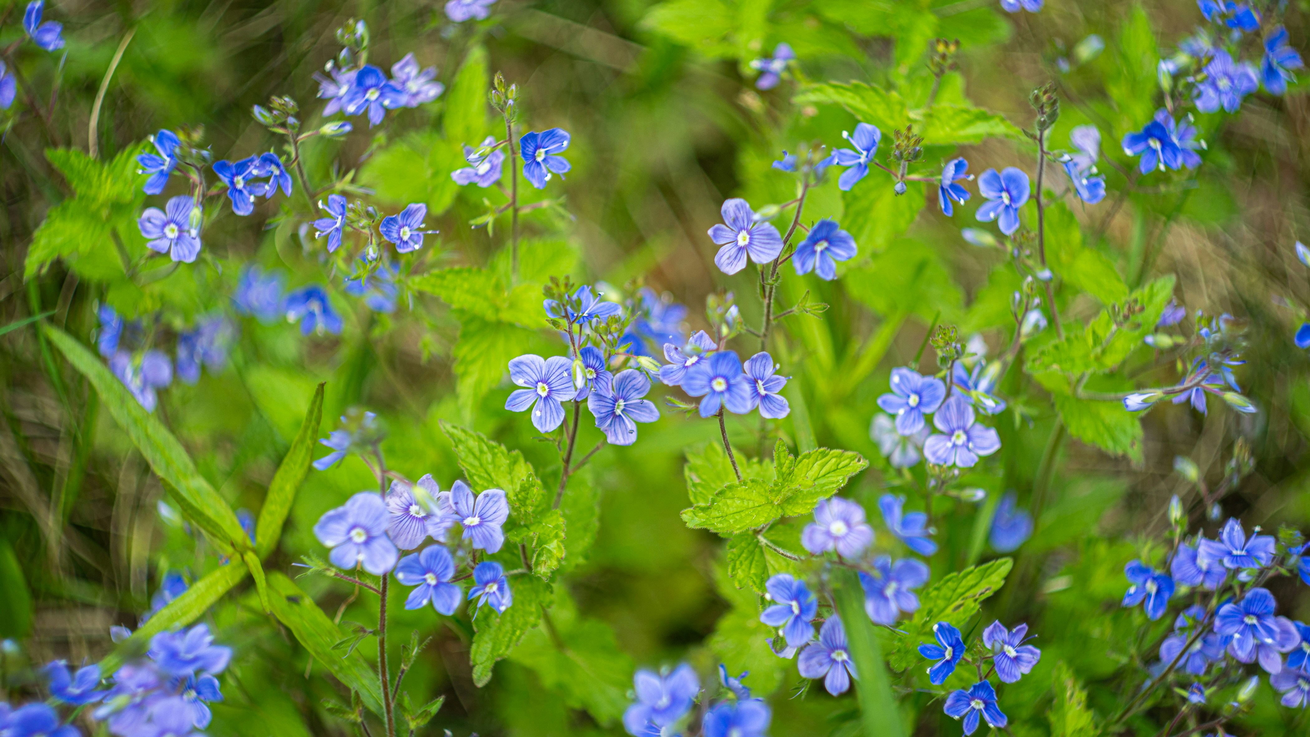 Blue forget-me-nots in a sunlit meadow