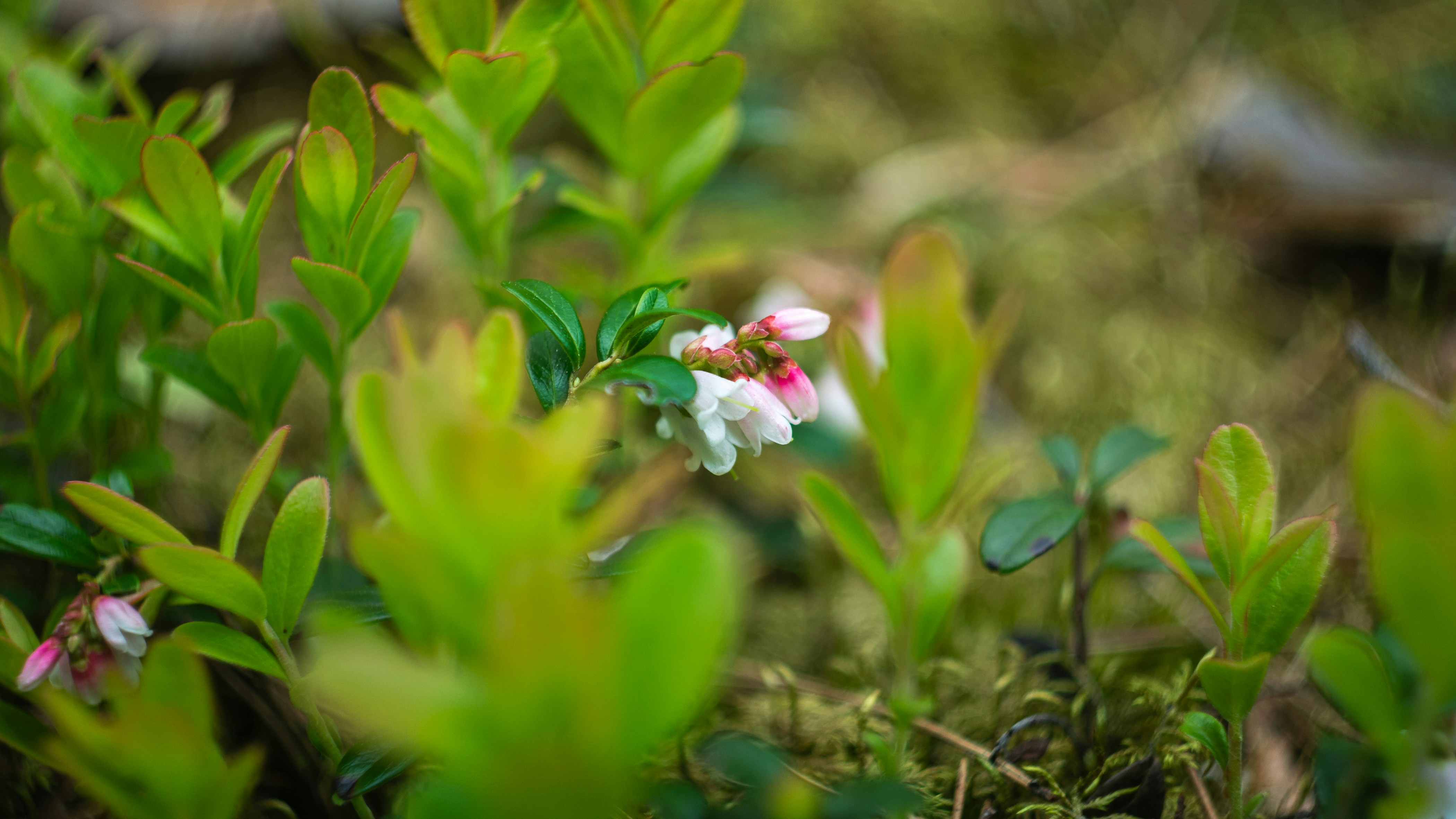 Soft Flora in Focus: Tiny Pink Blooms Among Bright Green Leaves