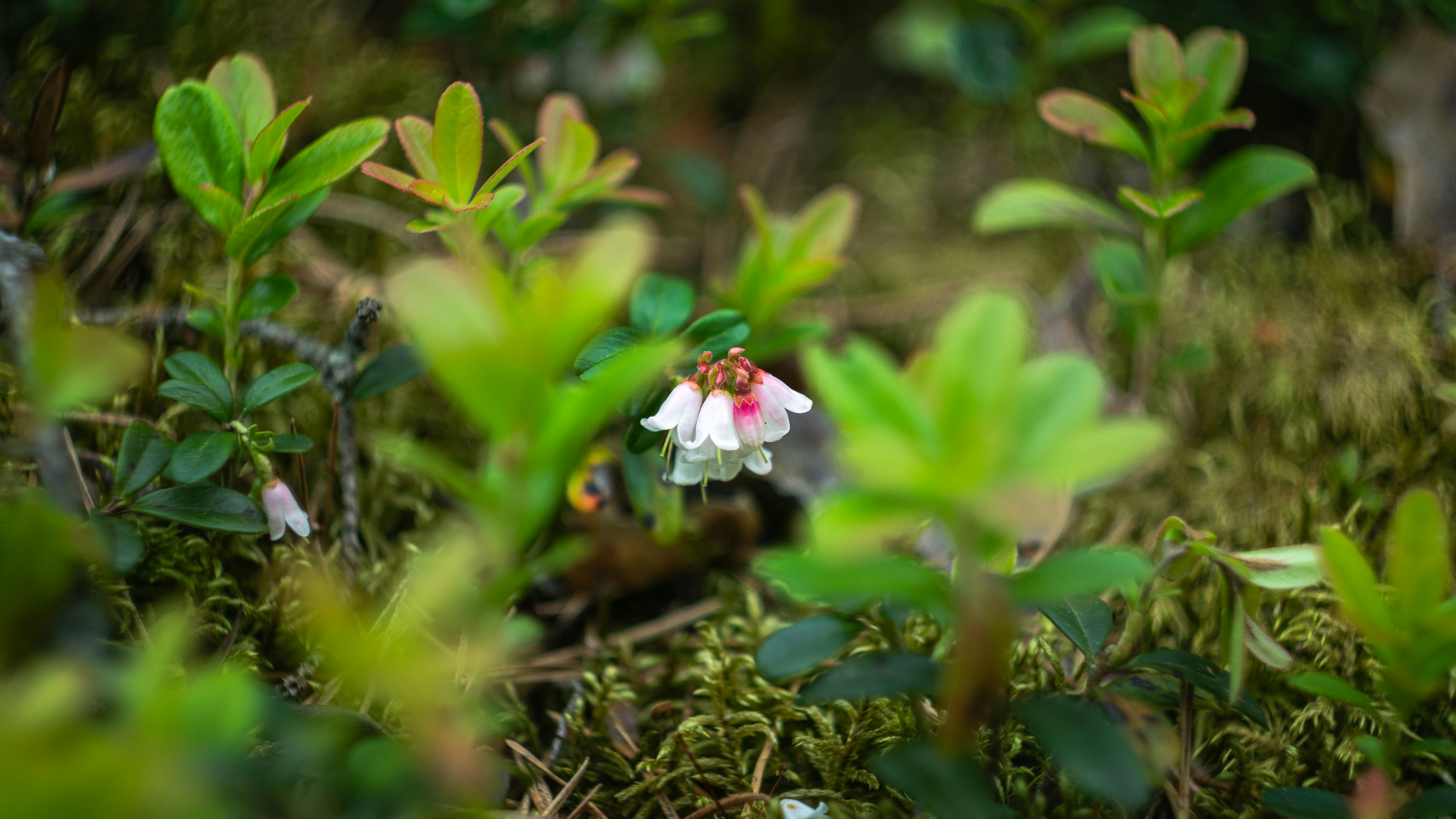 Soft Bloom in the Quiet Underbrush