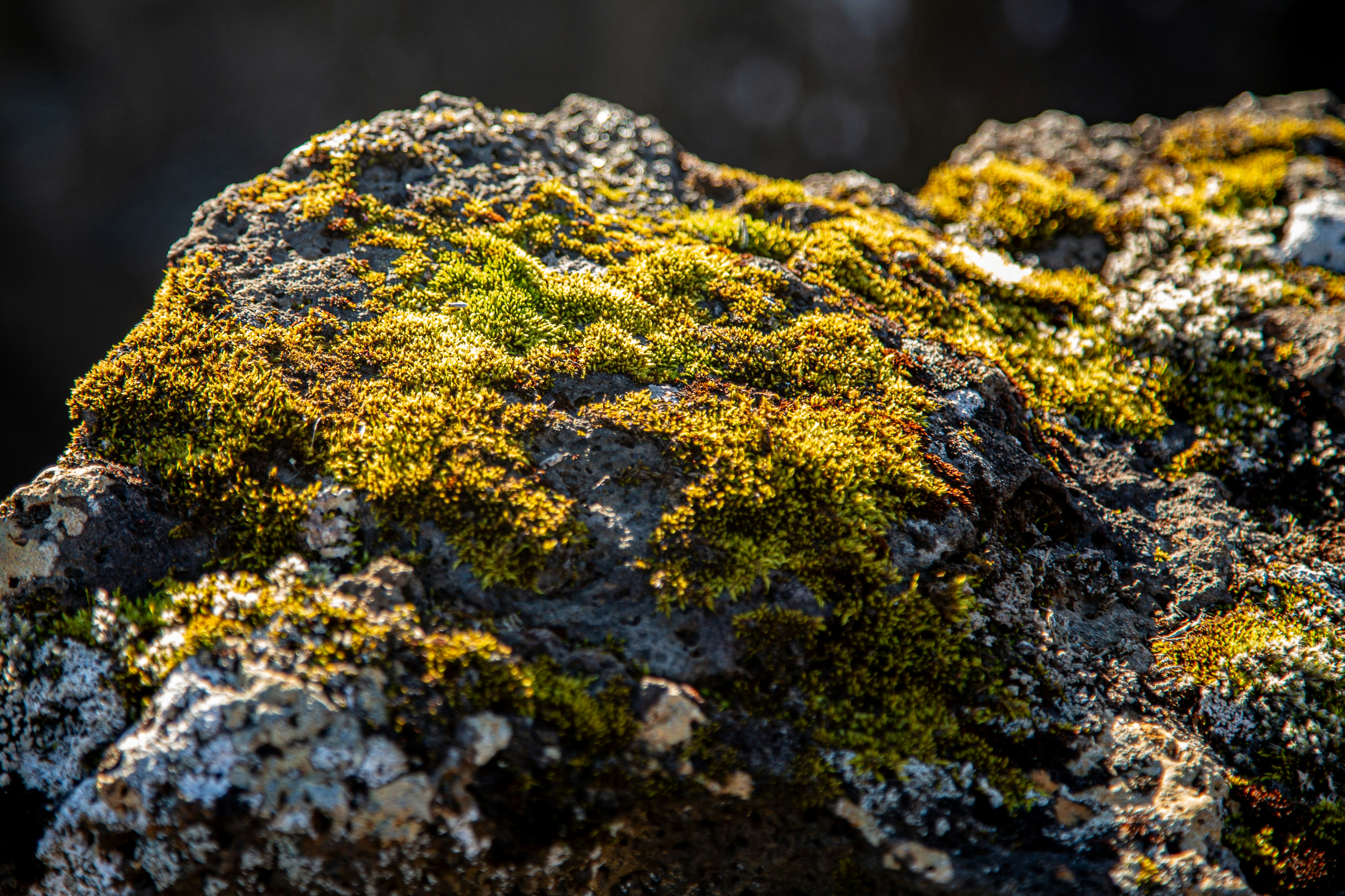 Moss-Cilled Rock: A Textured Patchwork of Green and Gold