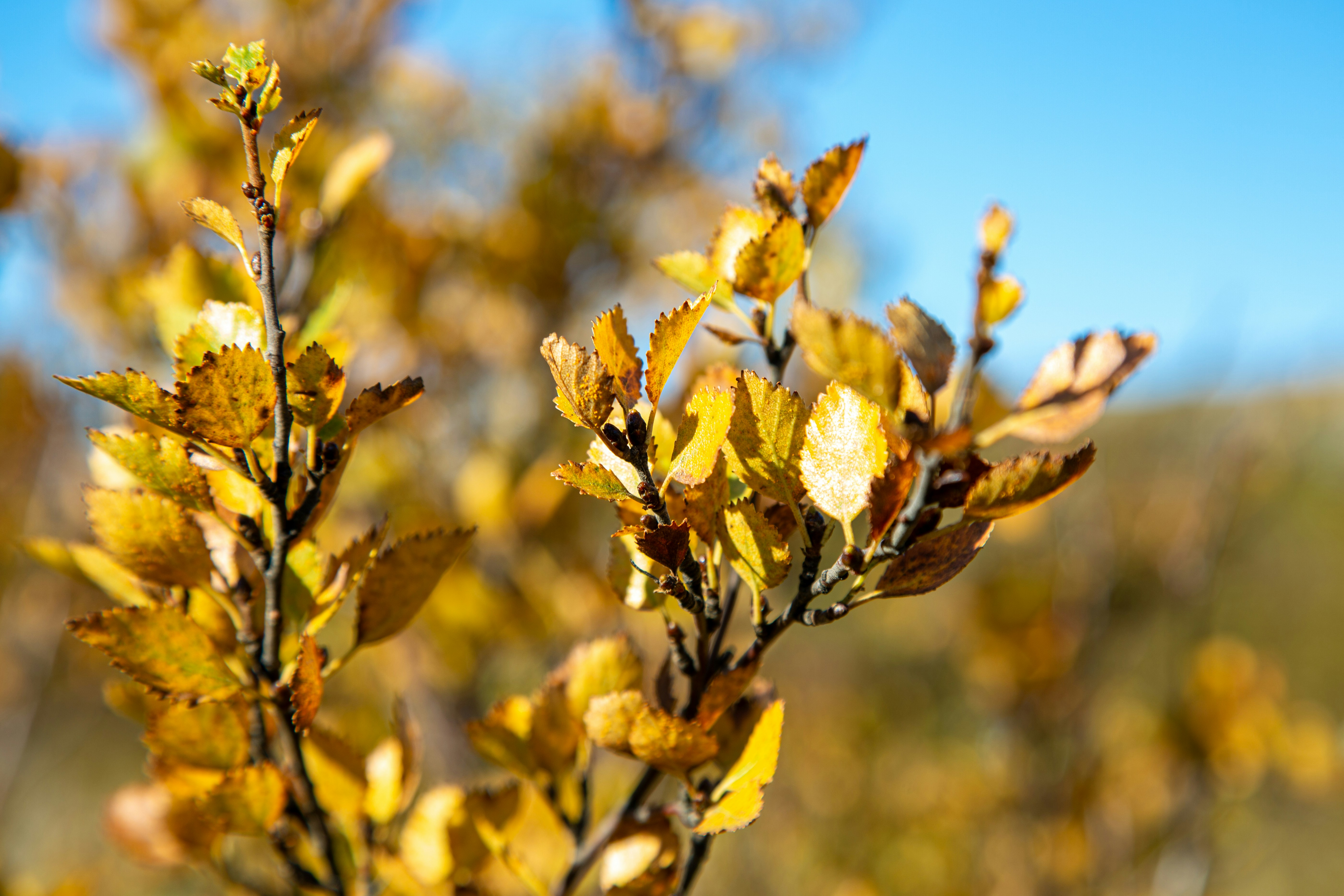 Golden Ash Branches Turning: Focused Clarity in Autumn Light