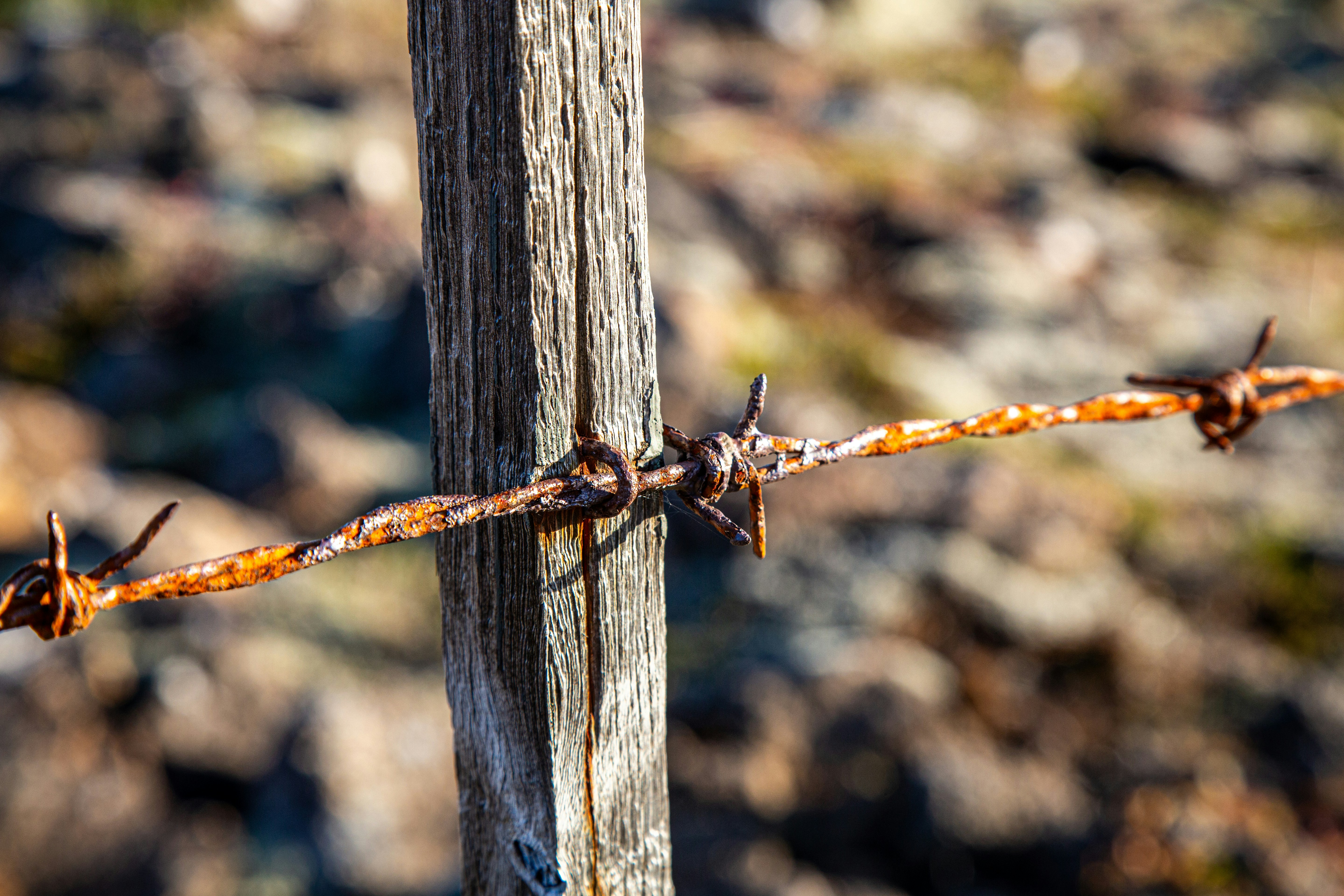 Rust and Timber: A Close-Up on Barbed Tension