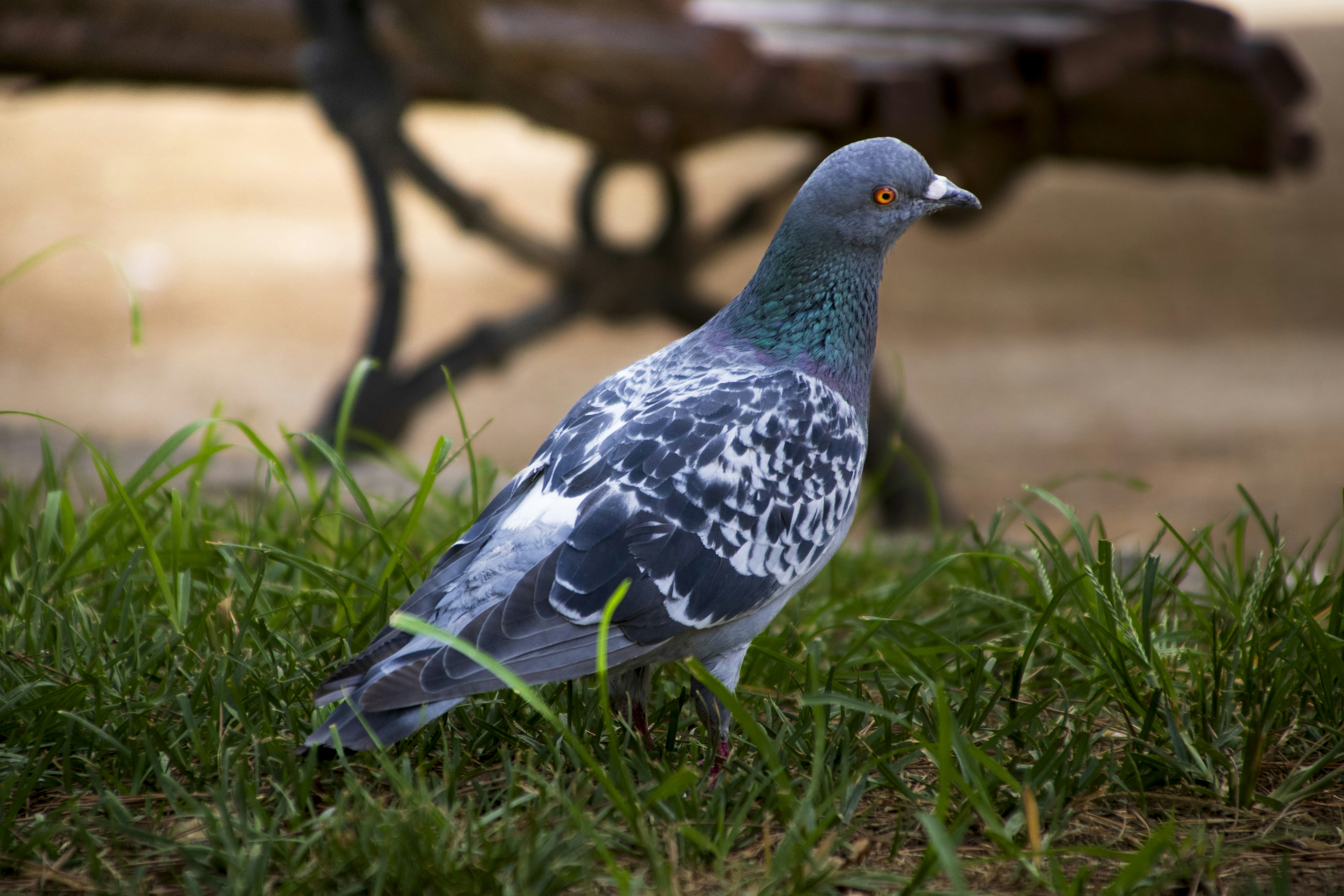 Blue-green Drake on Grass: A Pigeon in Focus