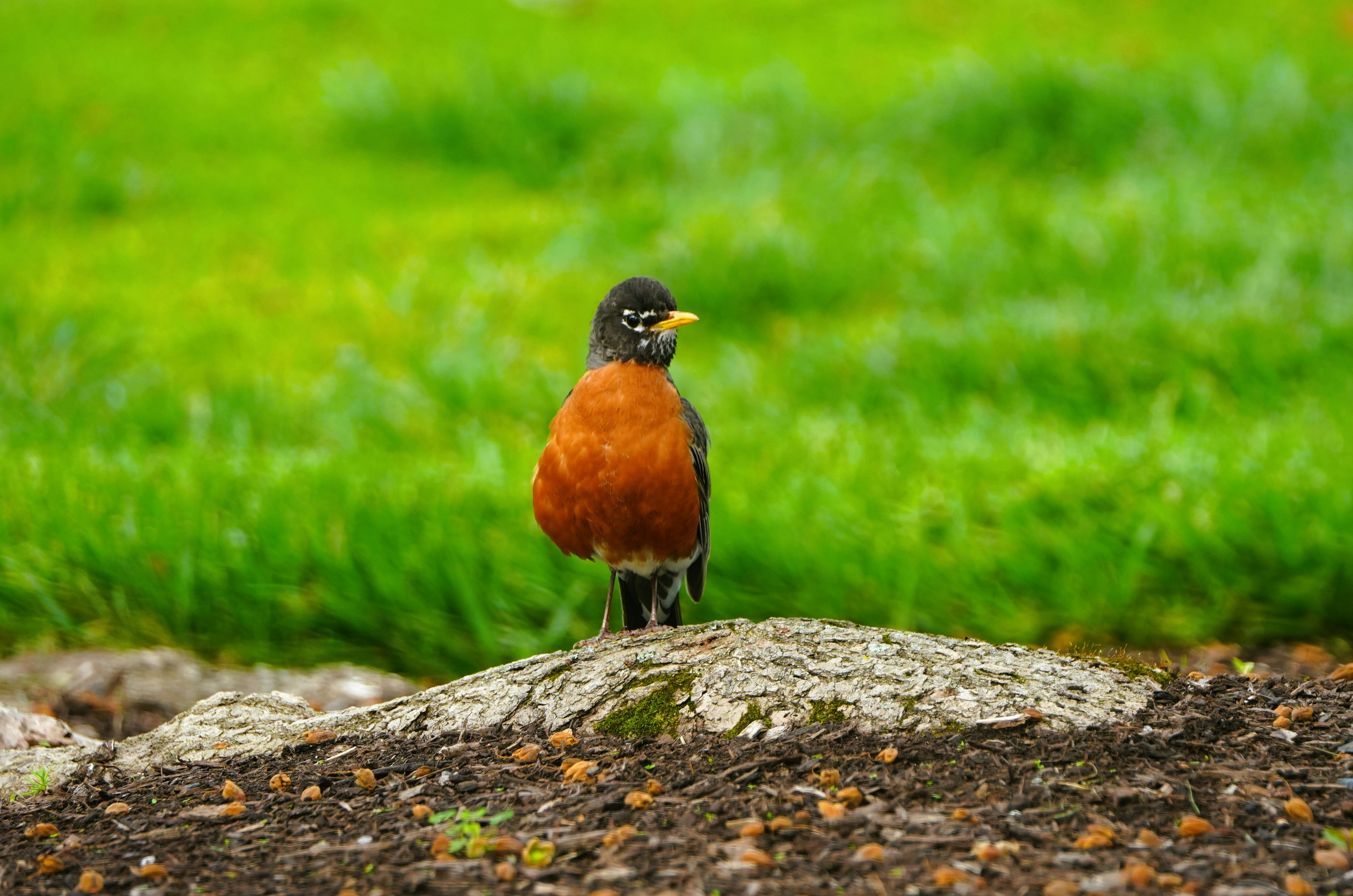 Orange-breasted robin perched on a mossy rock with a blurred green background, highlighting its bold plumage and stance.