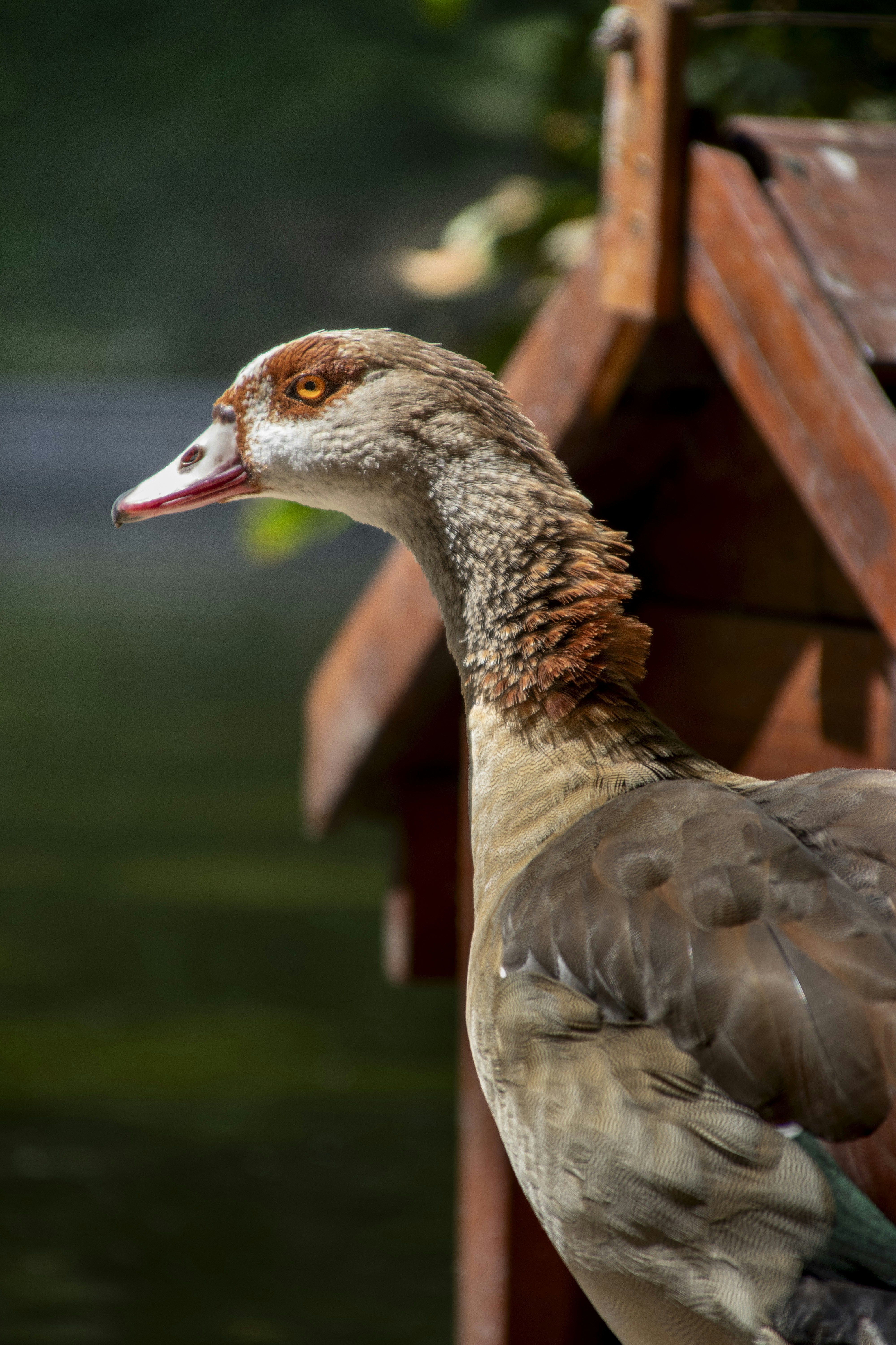 Close-up of a goose perched near a wooden structure with a blurred green background, emphasizing the bird's head and eye color. (Photo, not a painting or illustration).