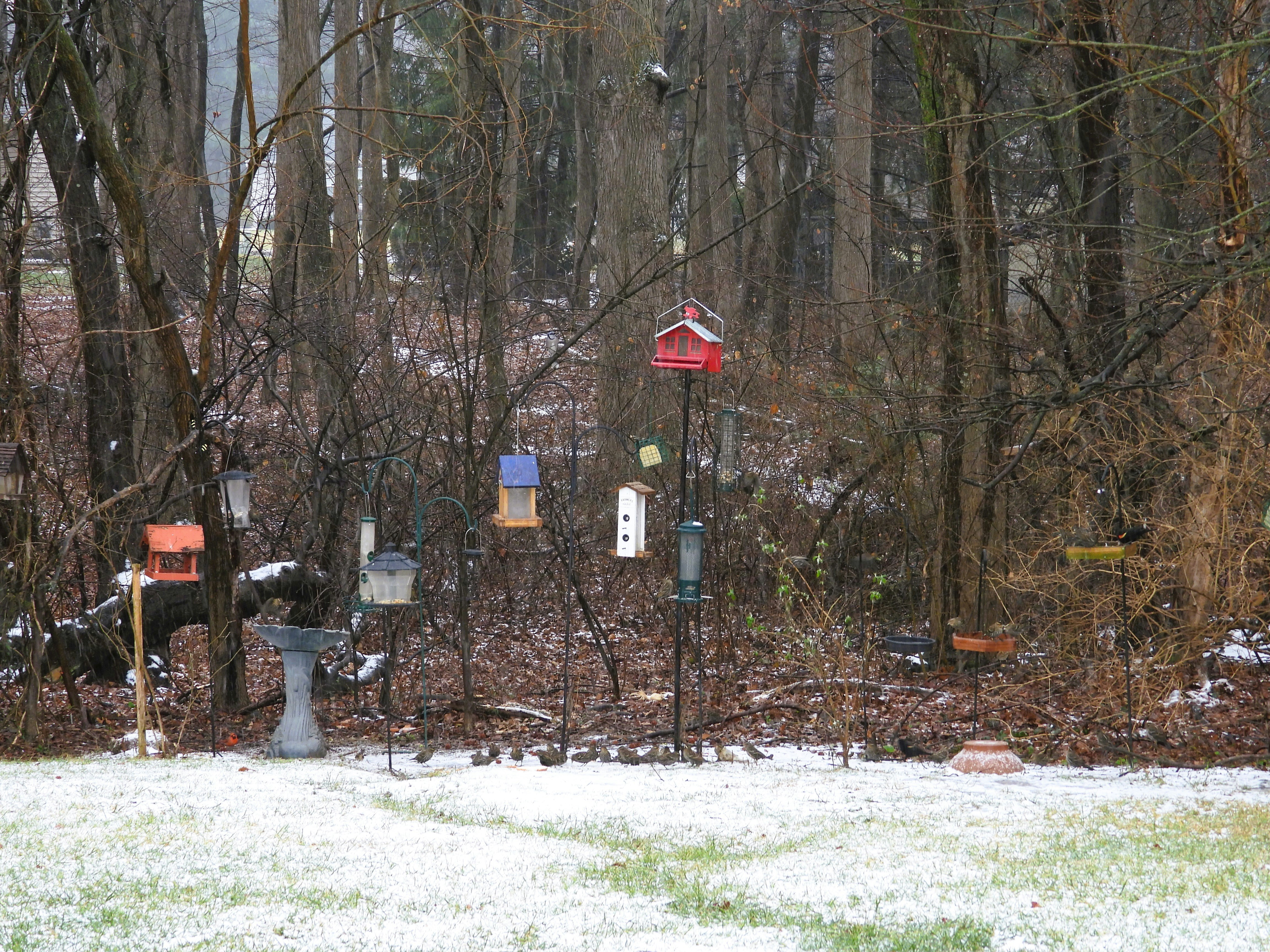 Winter Orchard of Tiny Dwellings: A Row of Birdhouses Against a Leafbare Backdrop