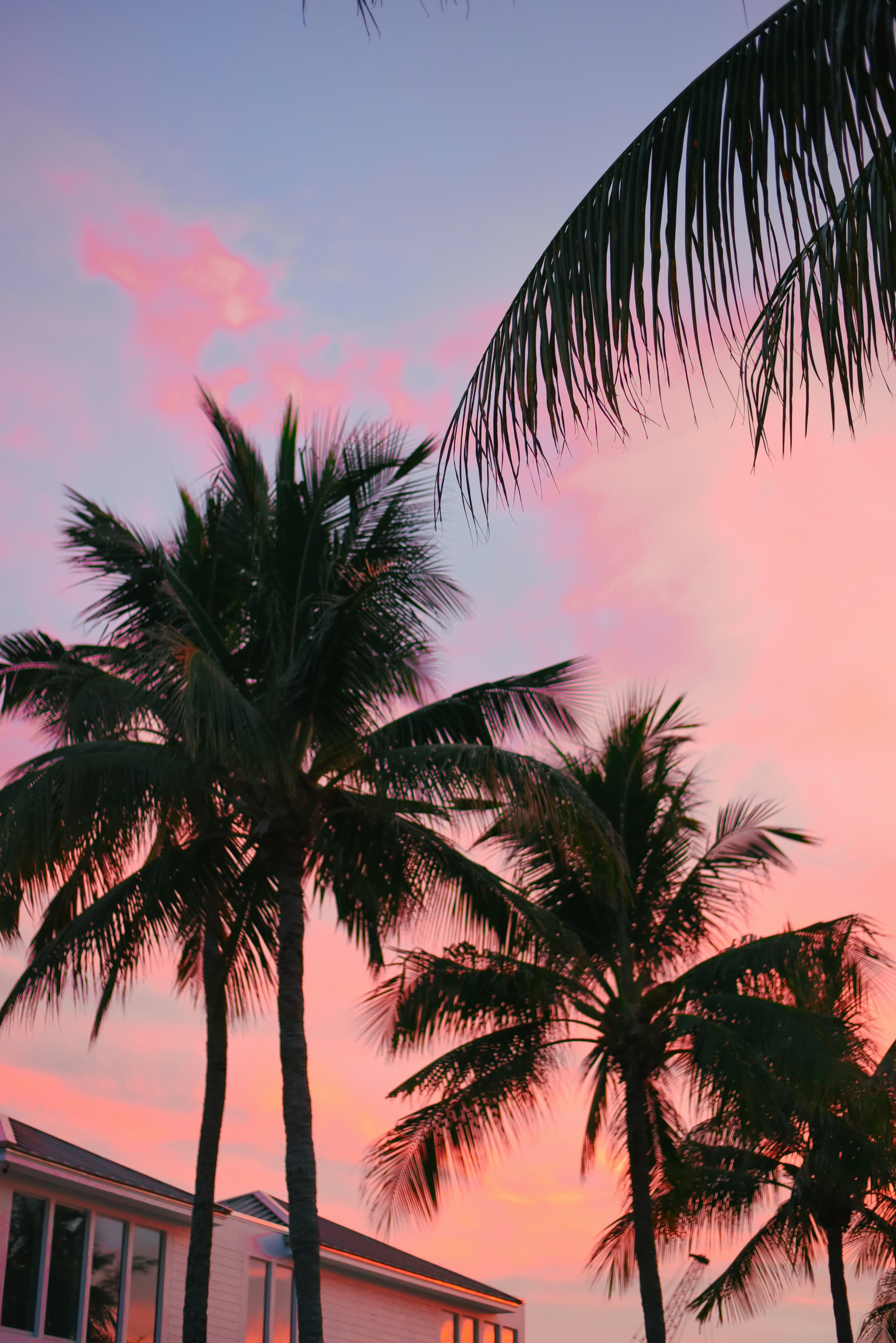 Sunset Silhouettes: Palm Trees Against a Pink Sky