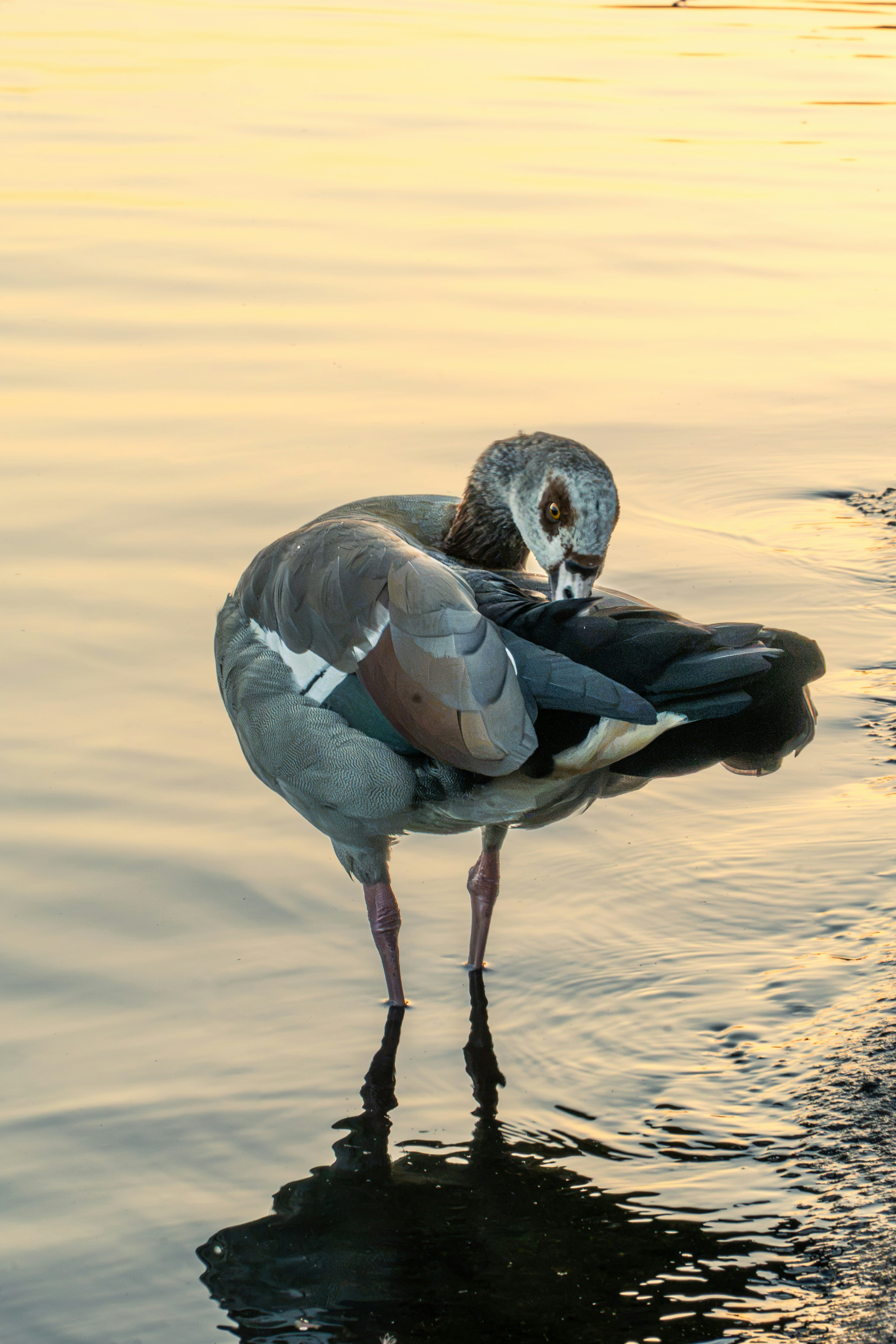 Gliding Reflection: A Snowy Egret Preens at Sunset