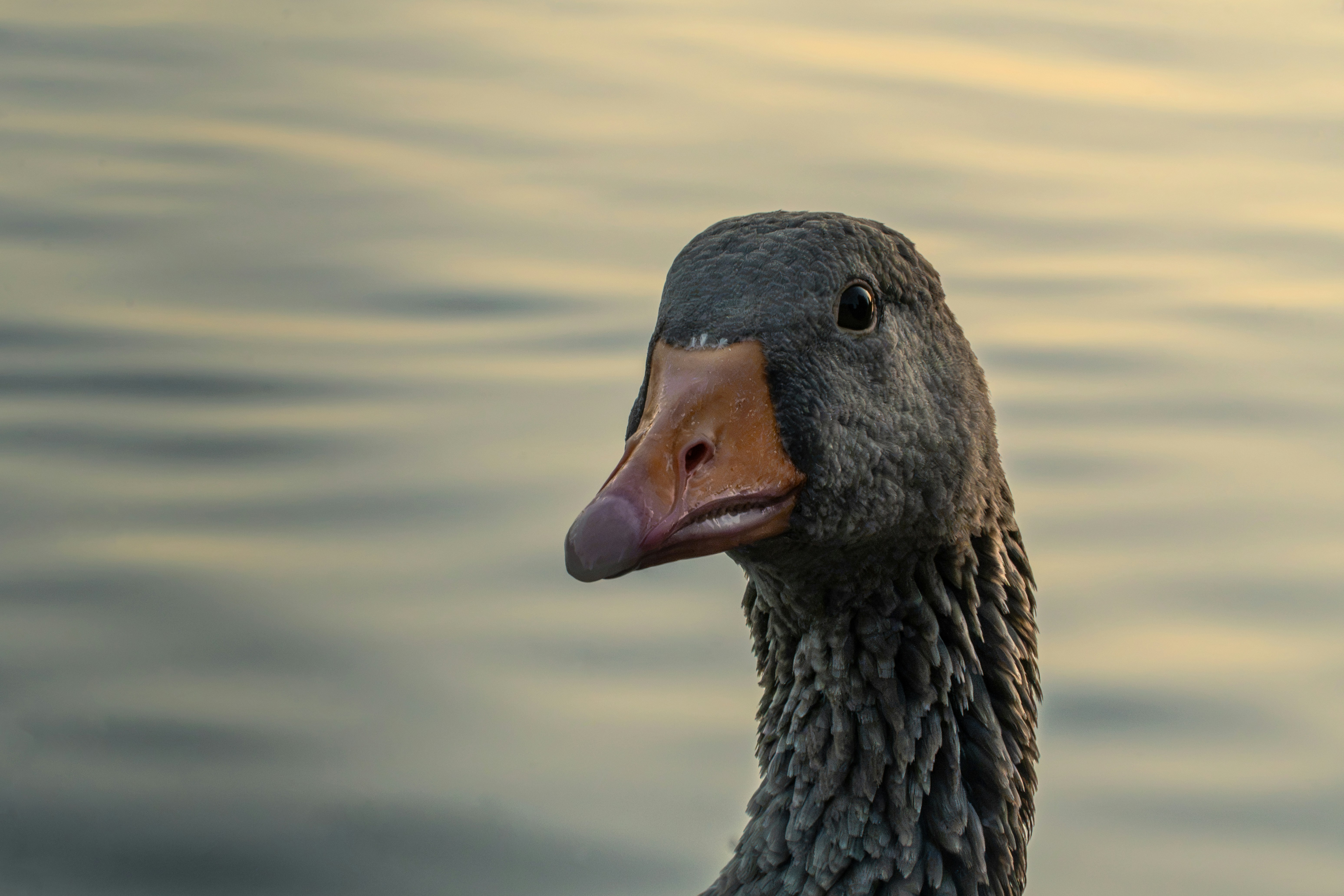 Dawn on the Gander: Close-Up of a Curious Duck