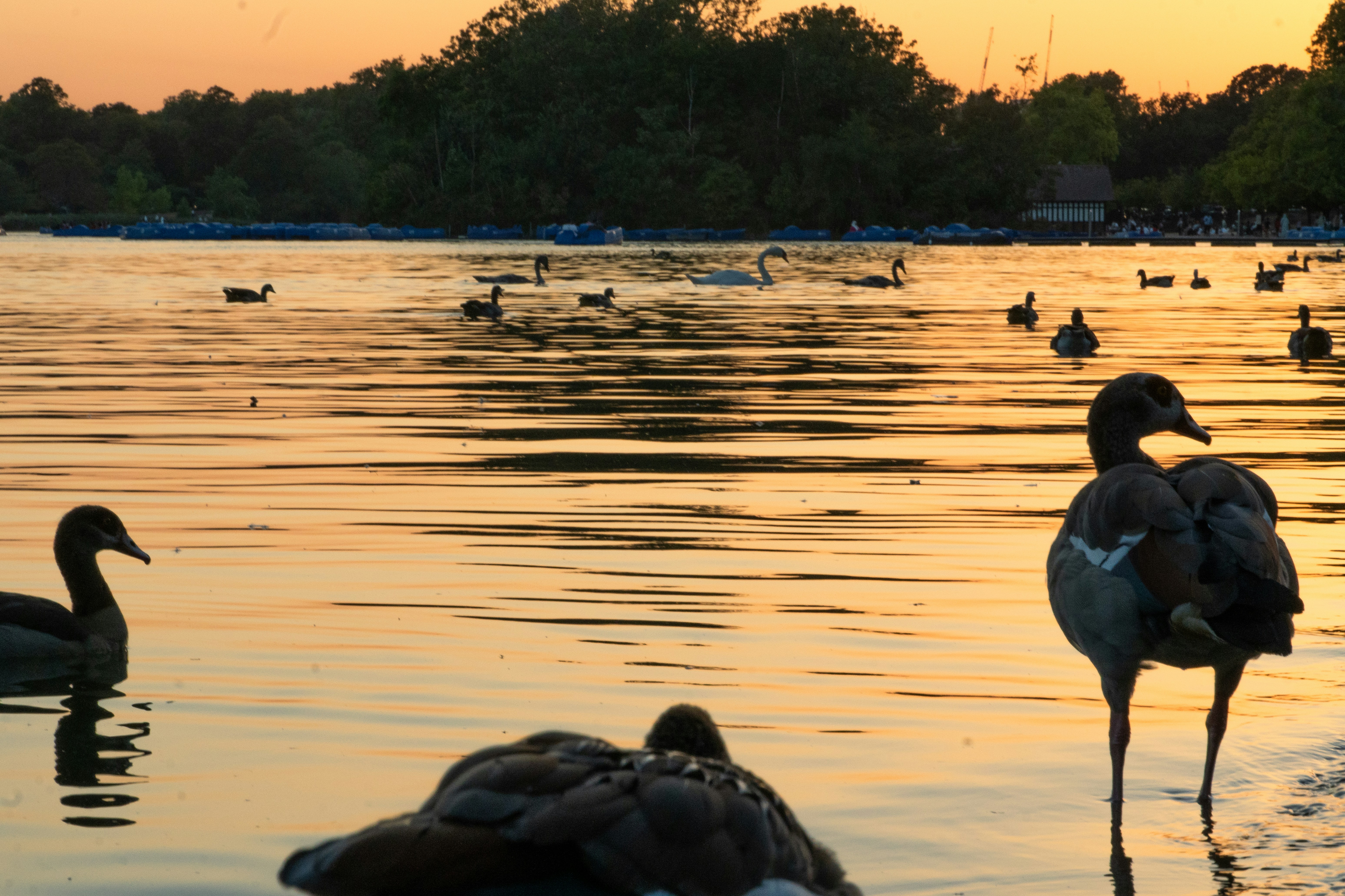 Amber Reflections: Flamingo Silhouettes at Dusk
