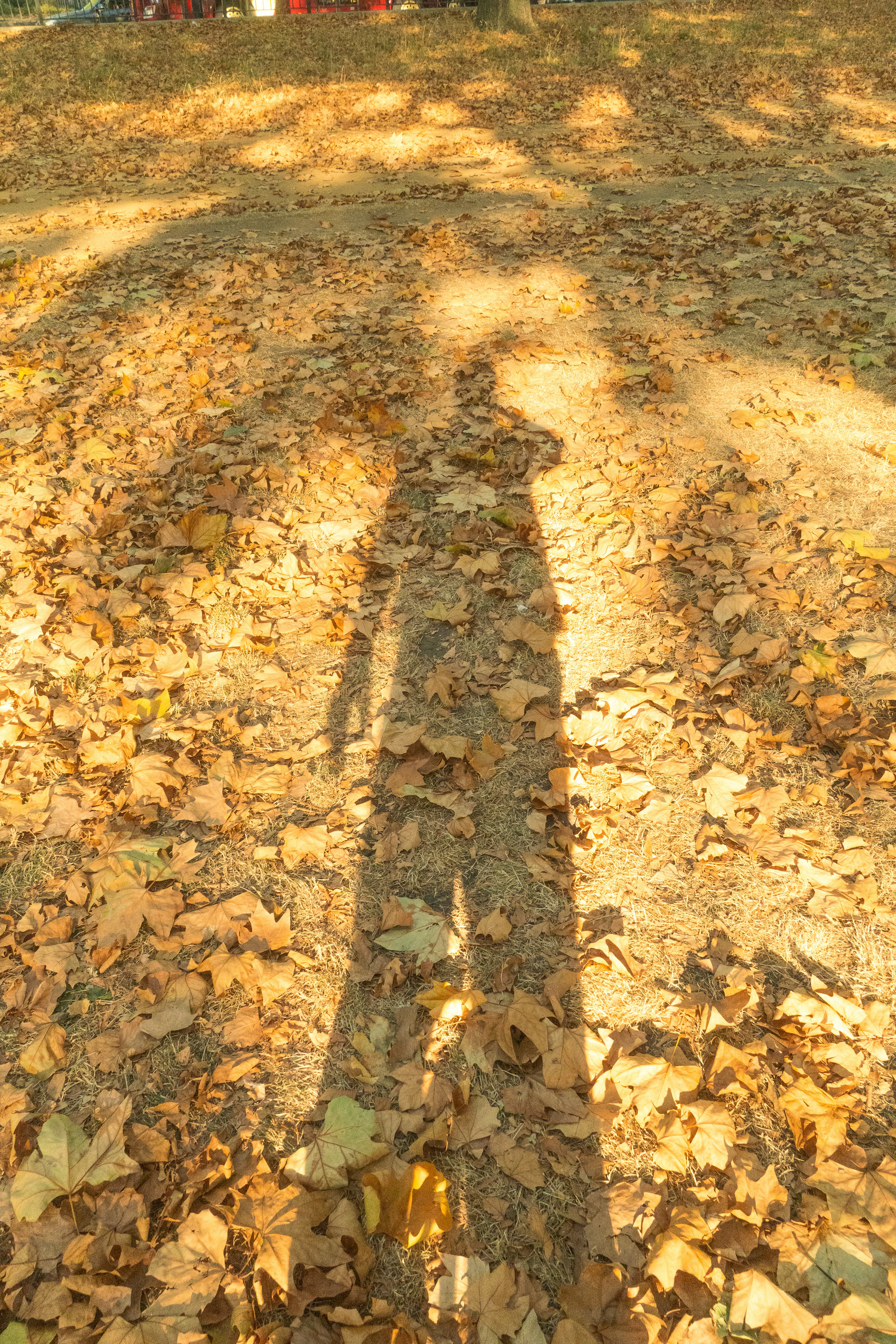 Shadow Portrait on Autumn Leaf Carpet