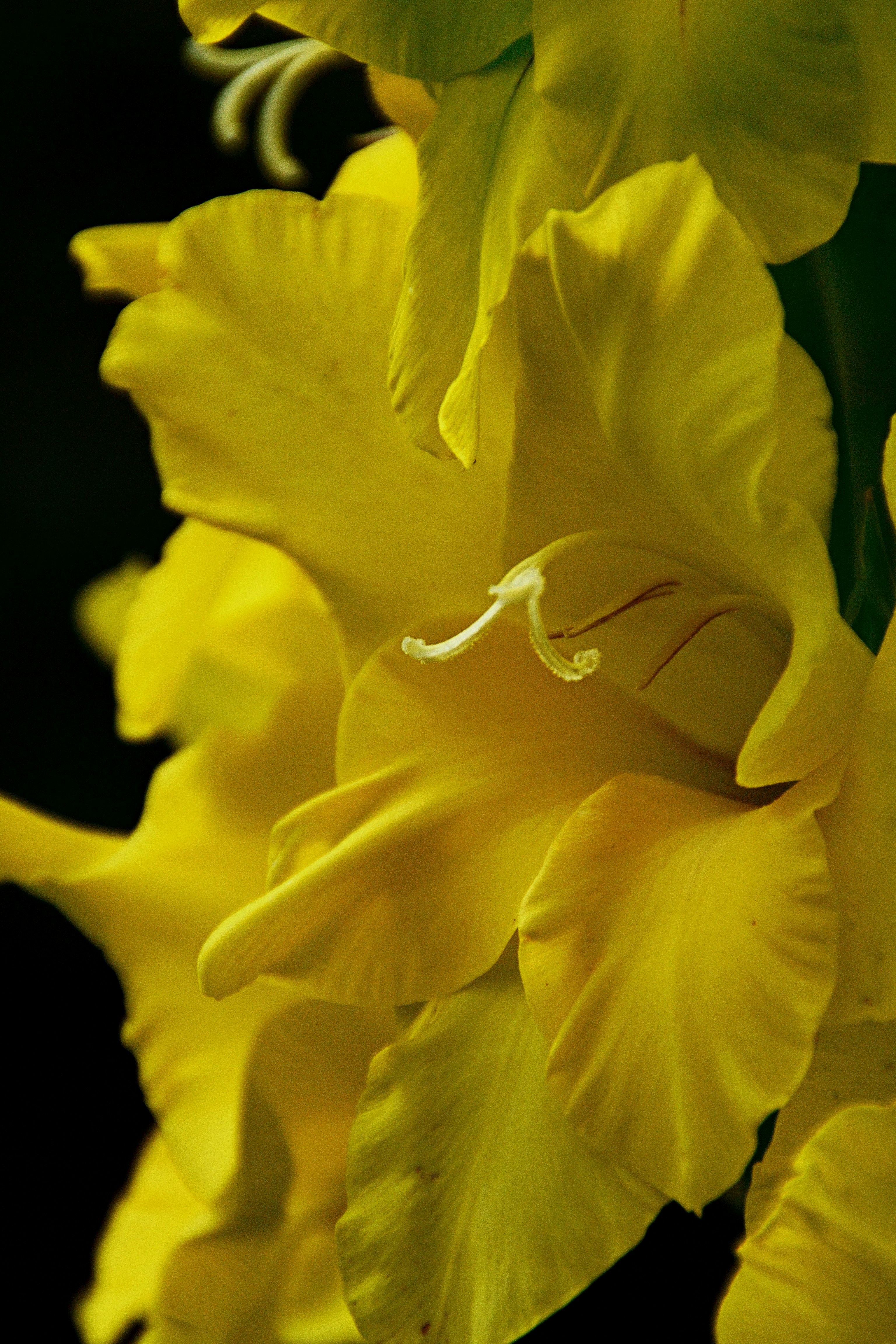 Golden Velvet: Close-up of a Yellow Gladiolus in Soft Backlight