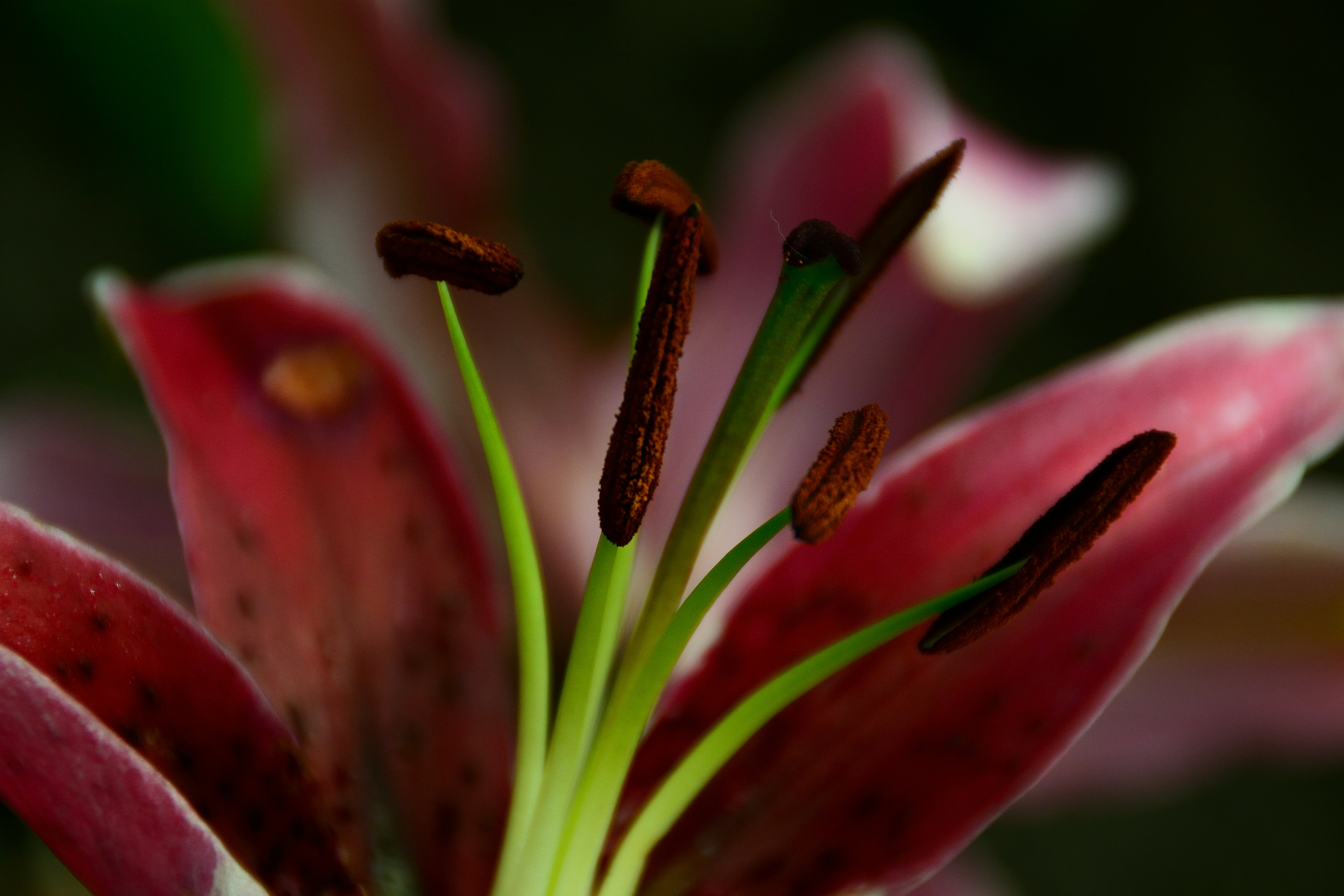 Stamen Spotlight: Crimson Lily Close-Up