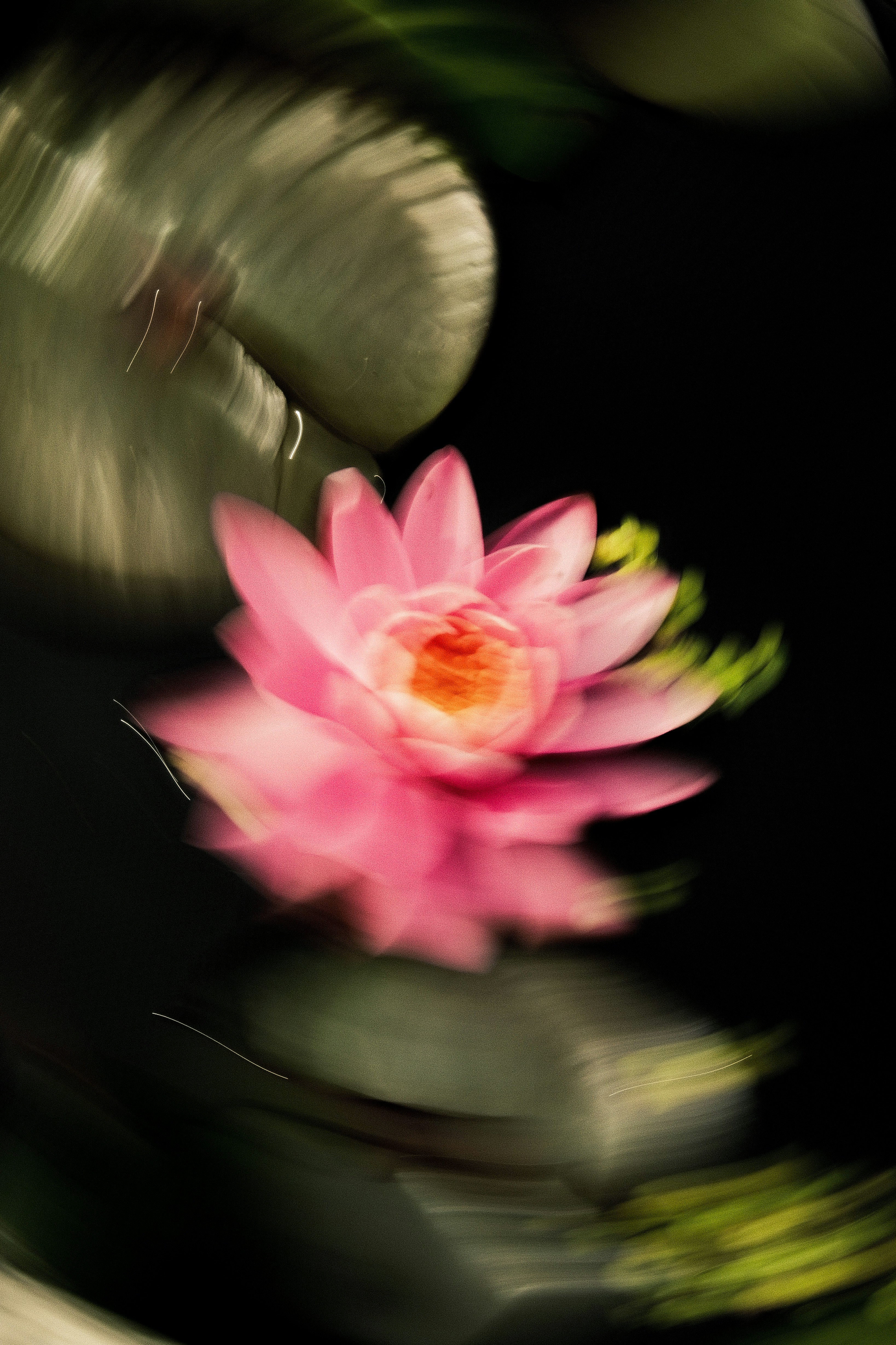 Pink Water Lily in a Swirl of Darkness