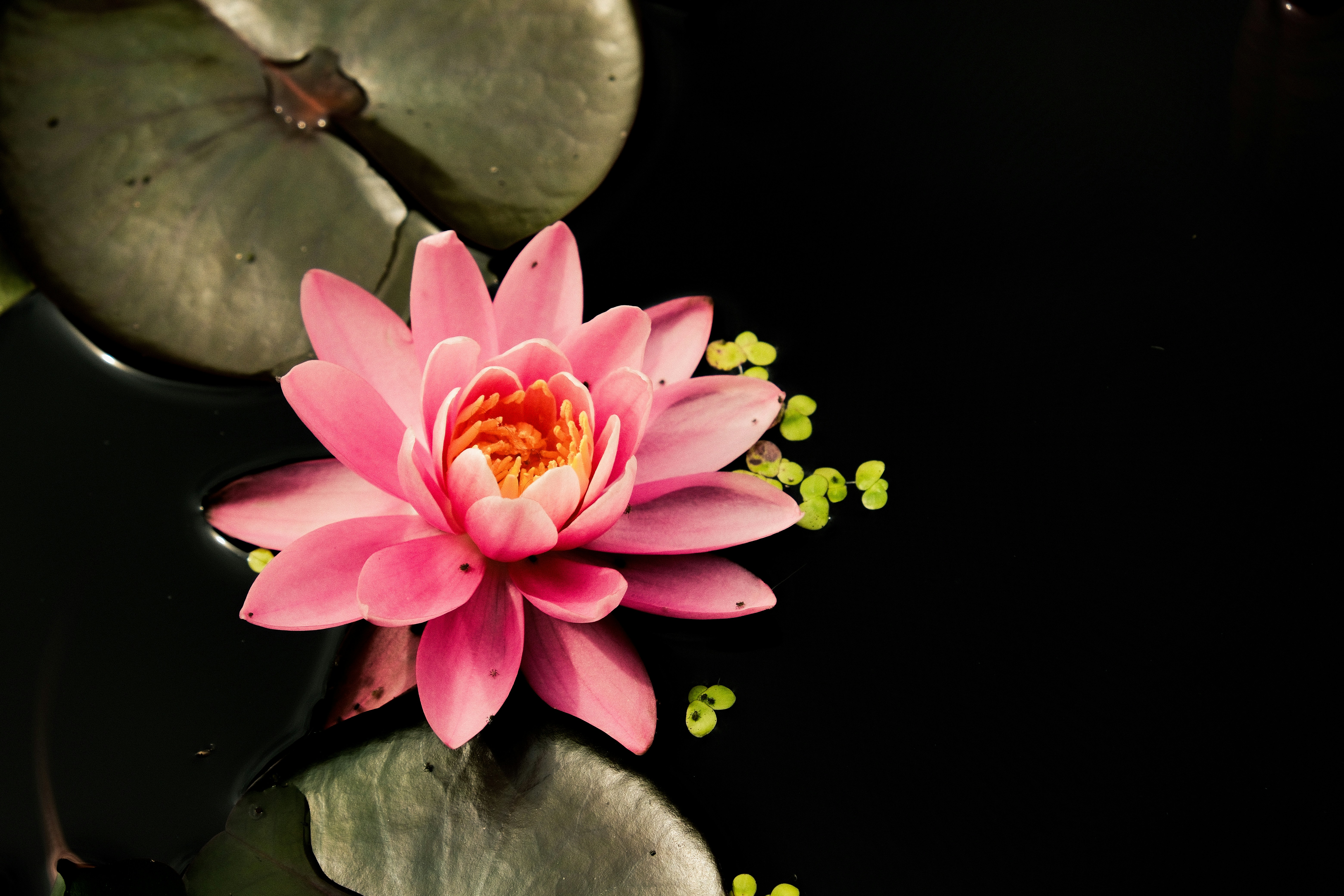Pink Waterlily Bloom Neatly Centered in Quiet Pond