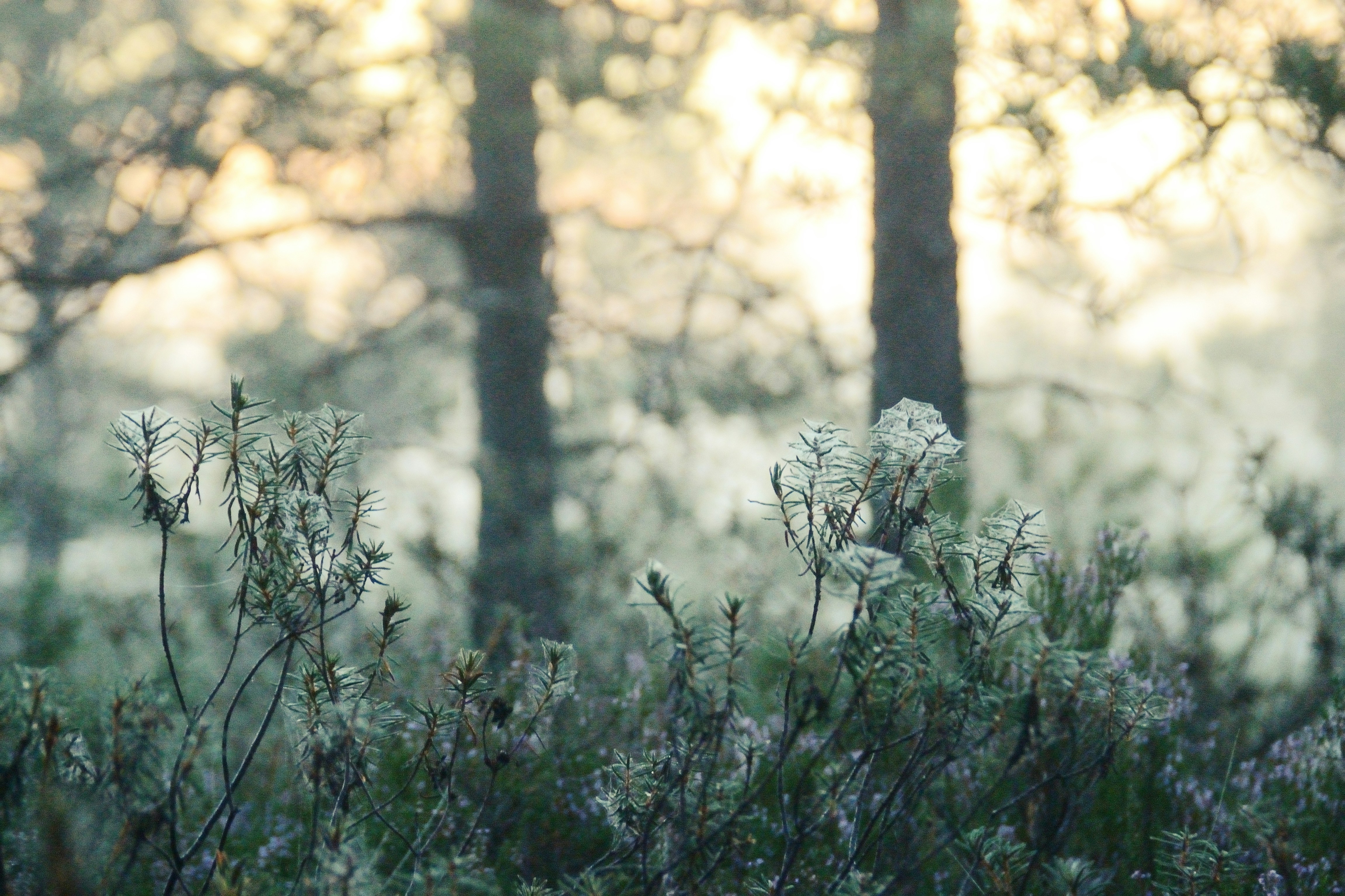 Backlit meadow with wildflowers in the foreground and blurred pine forest in the background, capturing a tranquil, dusky atmosphere.