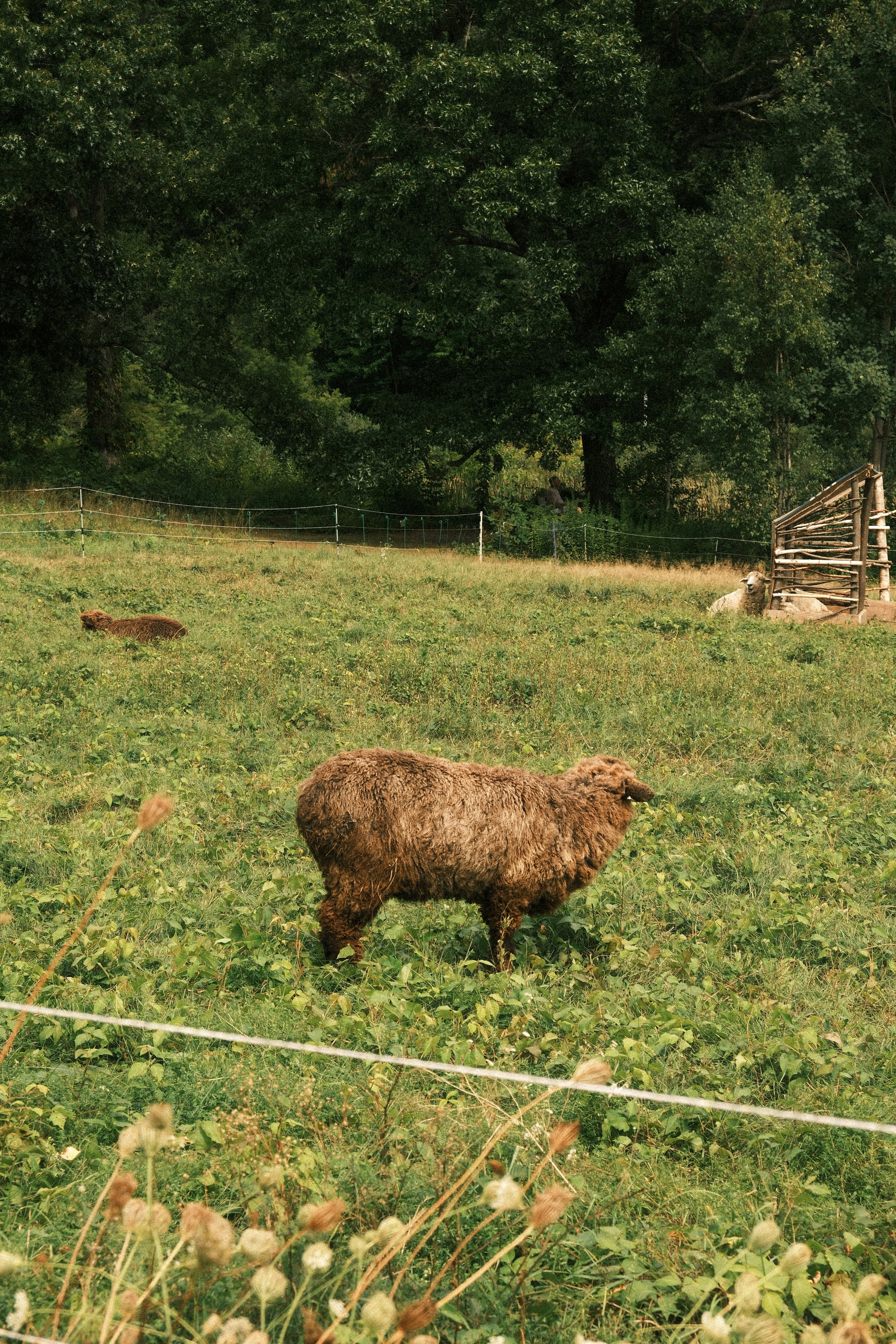 Pasture Guardian: A Woolly Carer Beneath the Orchard Shade