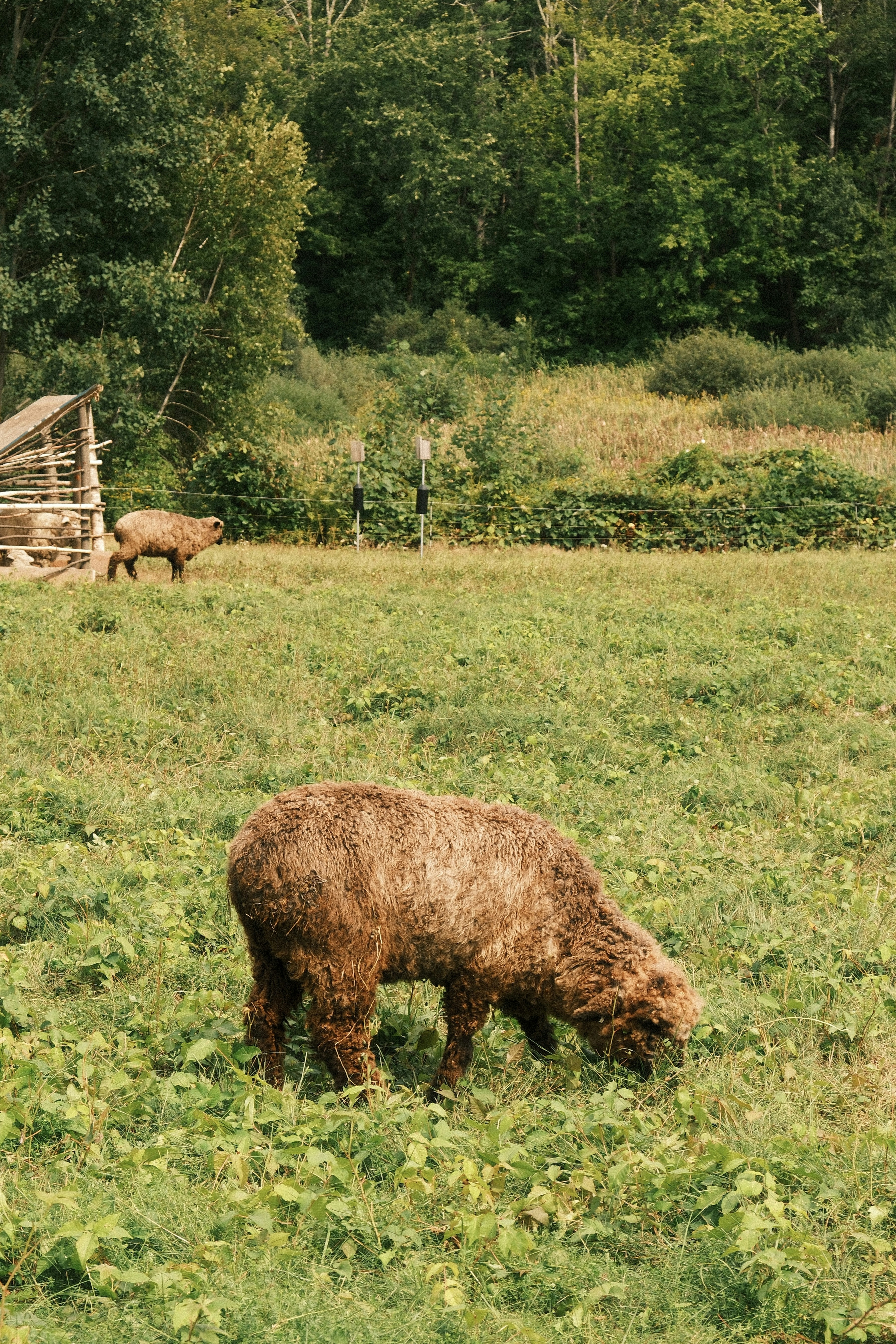 Pasture Visitor: A Brown Sheep Grazes Under Open Tarnished Light
