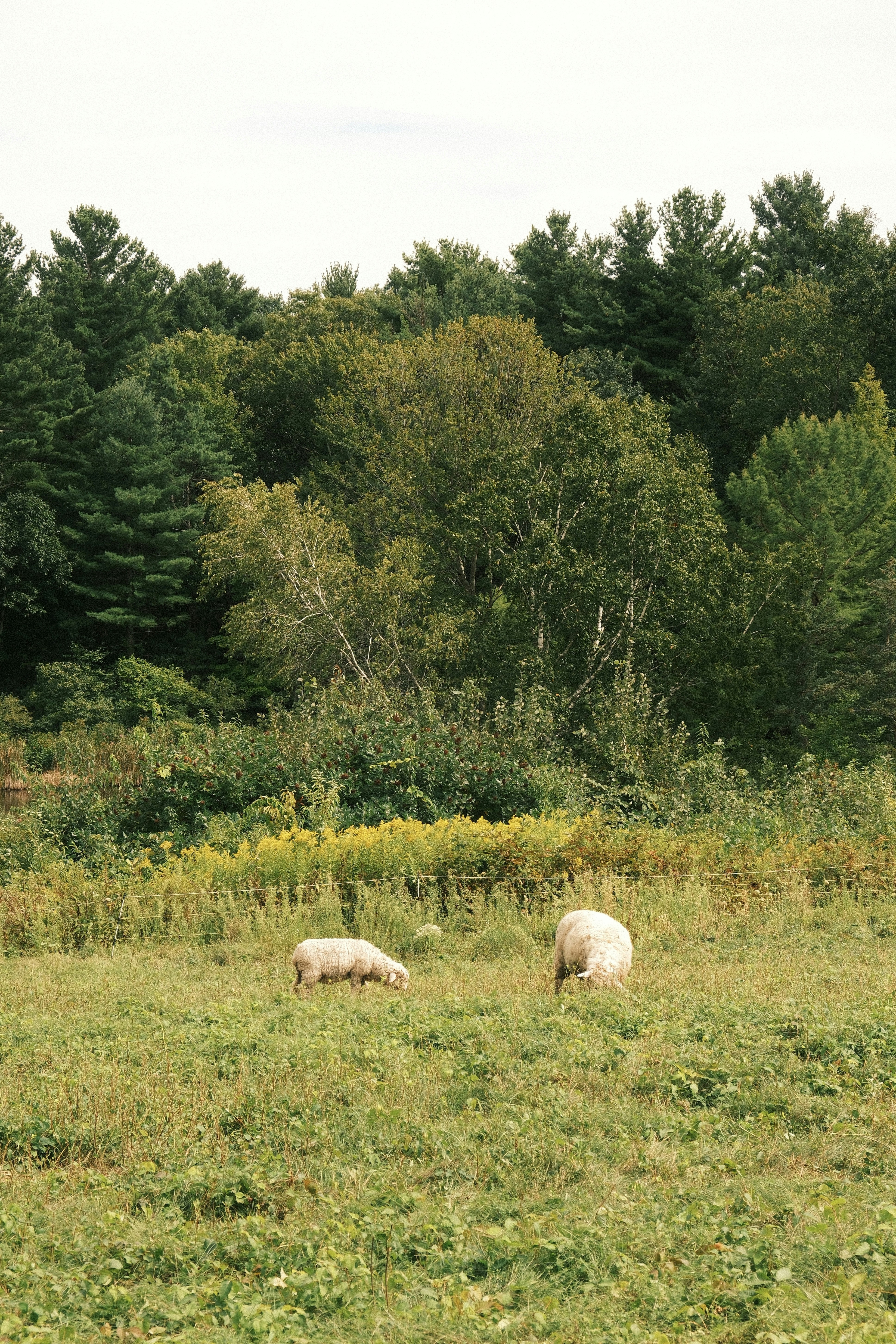 Pasture Watch: Two grazing sheep beneath a forest canopy