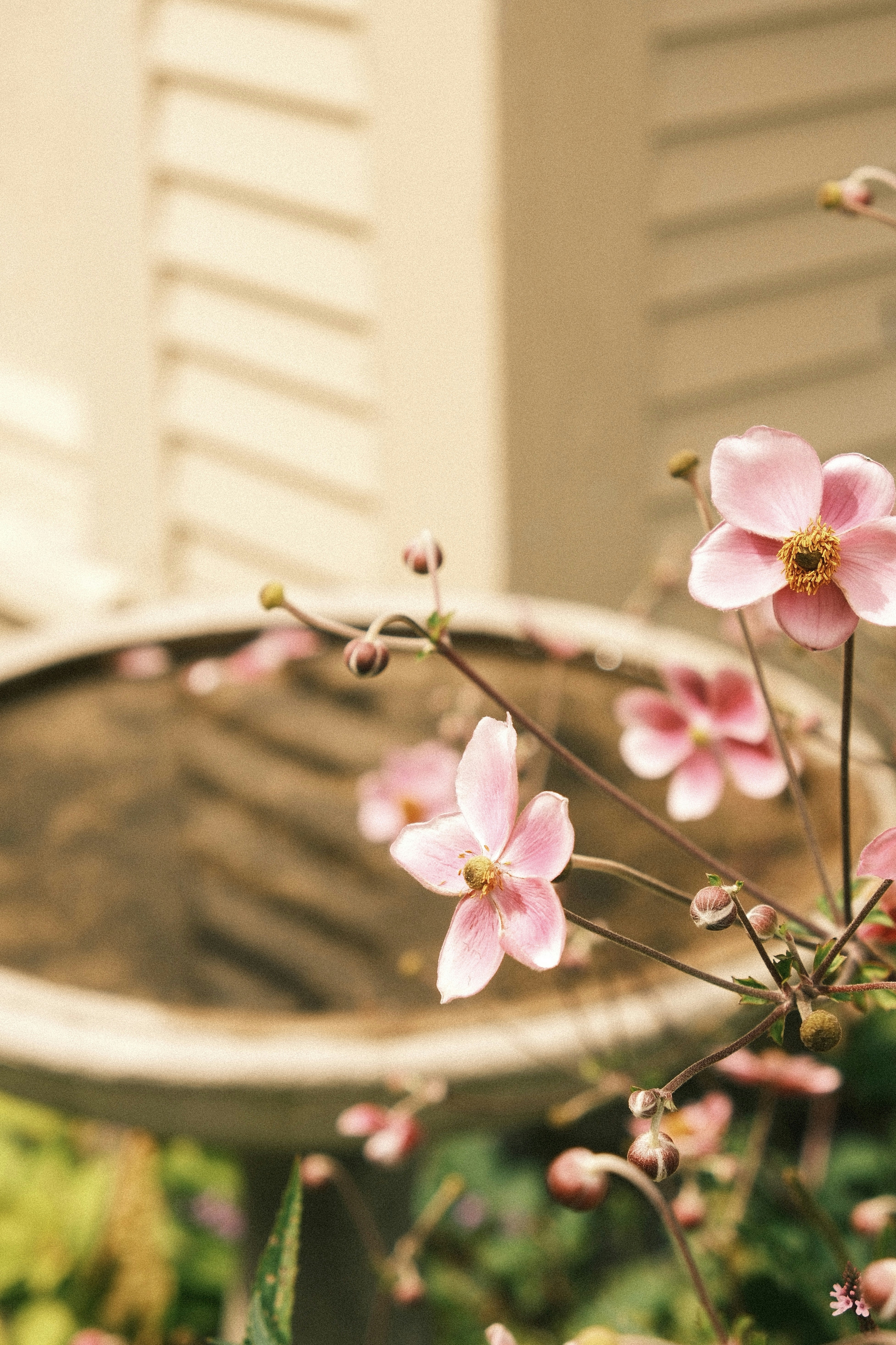  blush-pink blossoms cradled by a sunlit backyard
