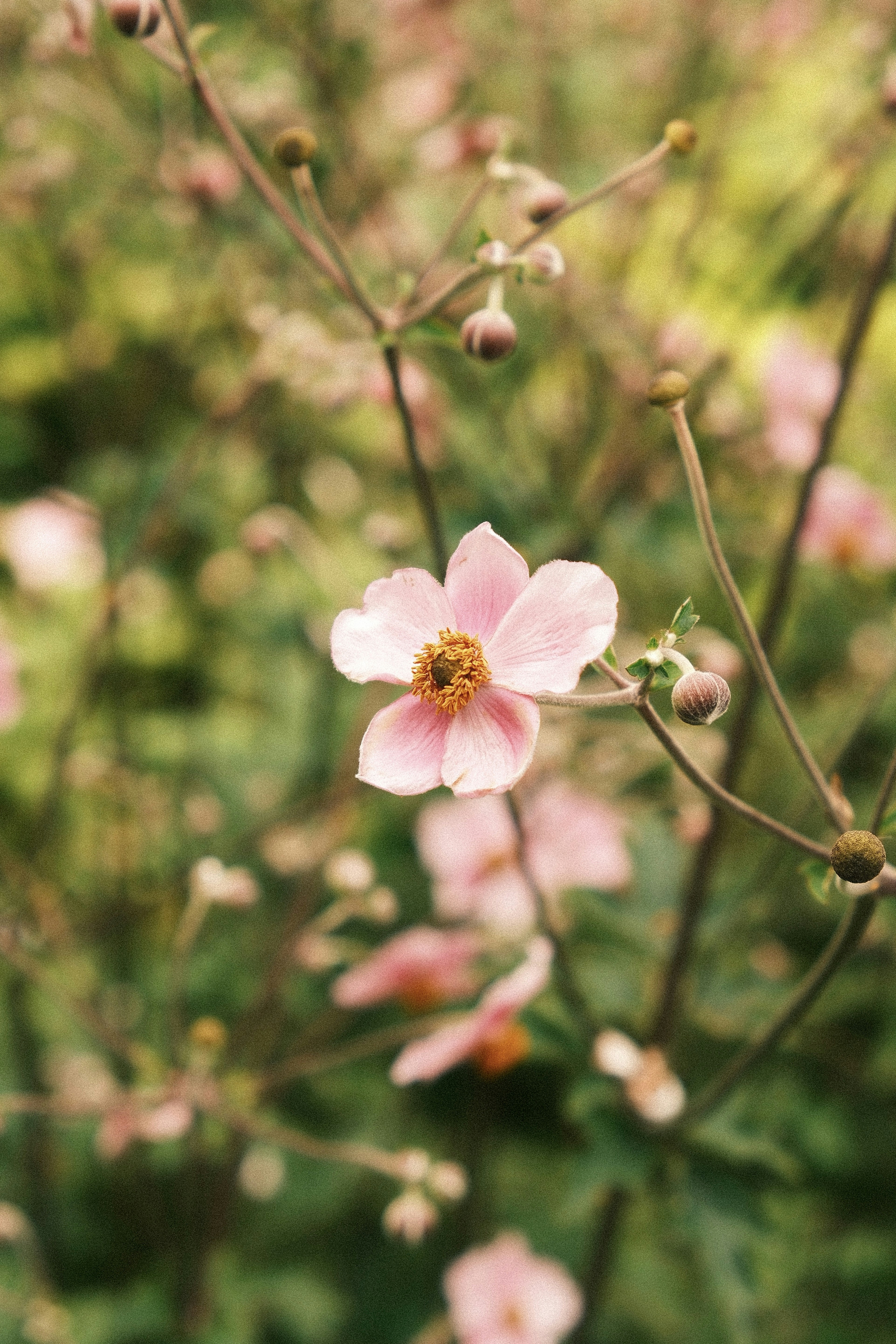 Pink Bloom in a Web of Stems