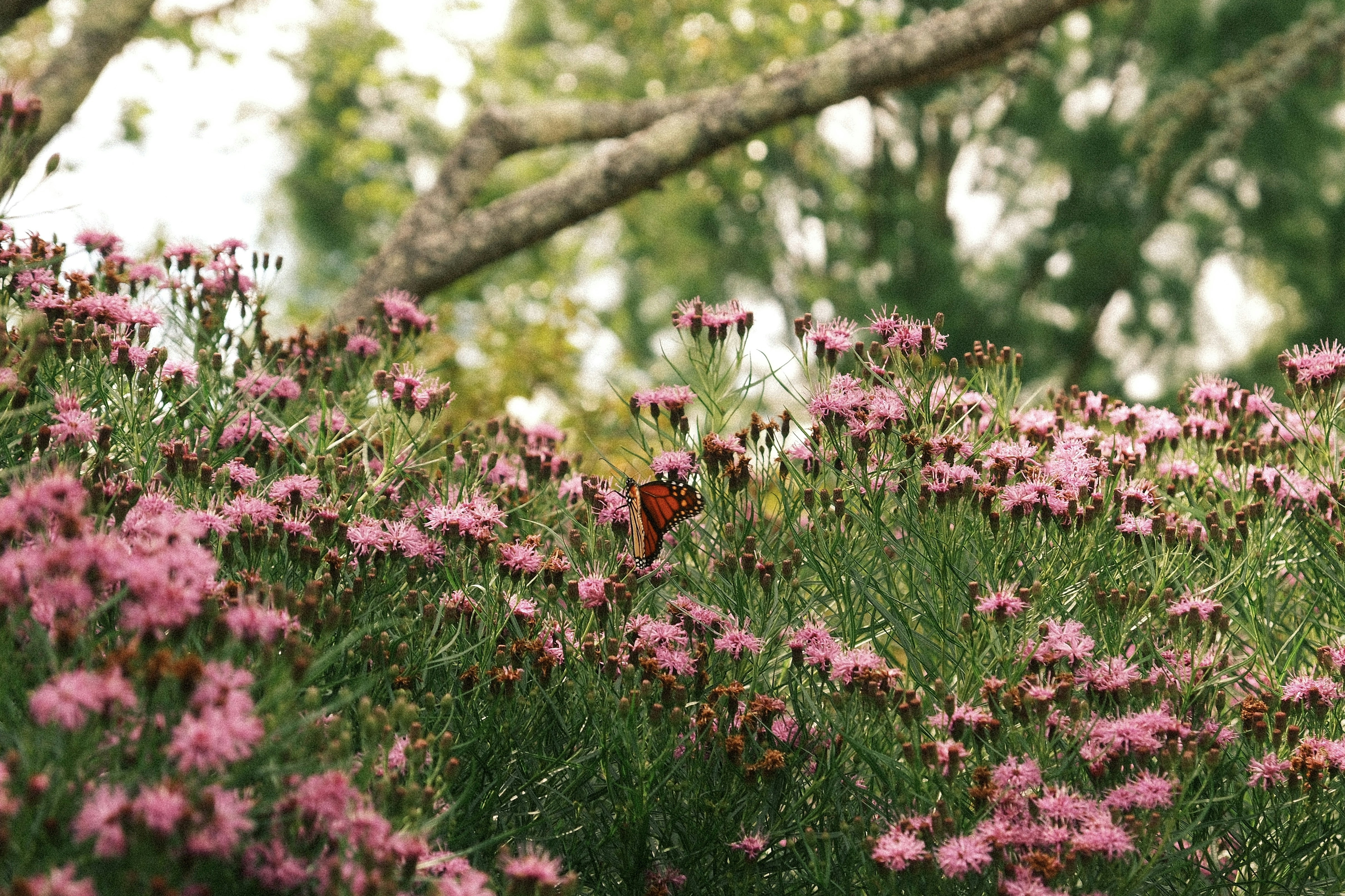Butterfly on a Sea of Pink: A Meadow in Focus