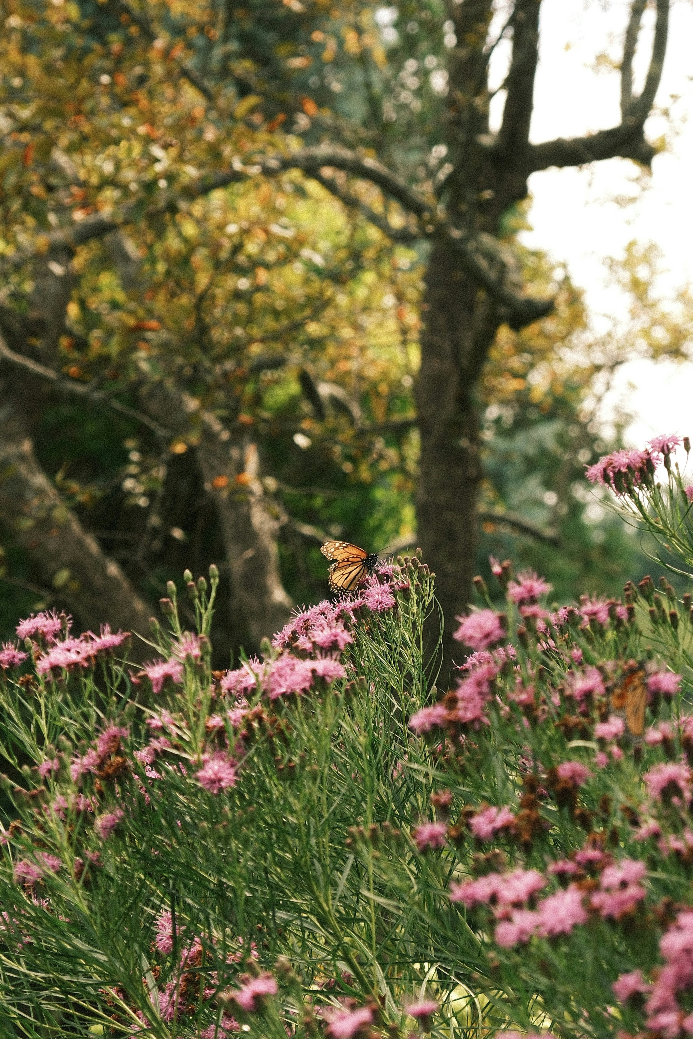 Butterfly on pink blooms: a sunlit moment in a flower-filled clearing