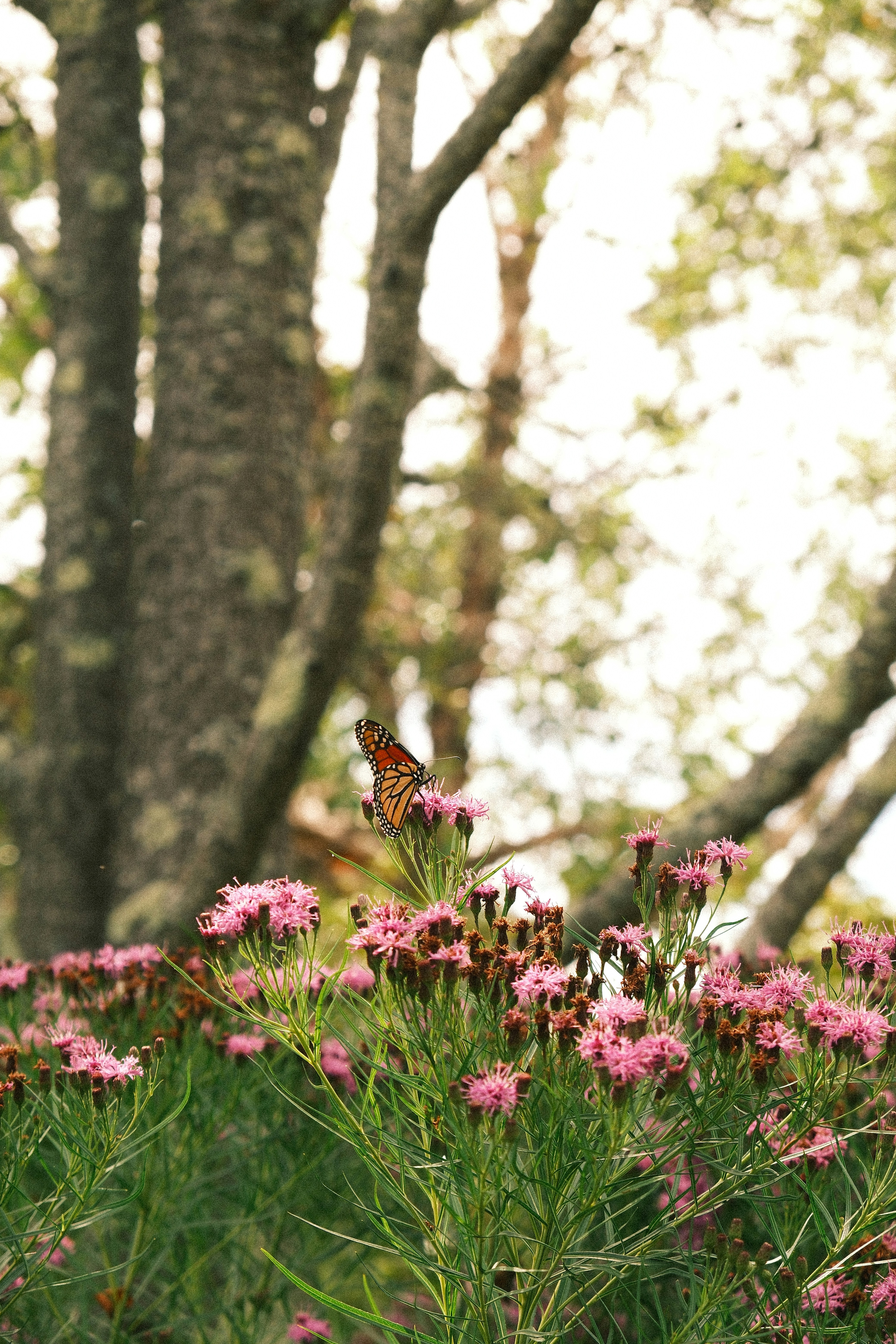 Monarch's Rest: a butterfly perches among pink blooms at forest edge