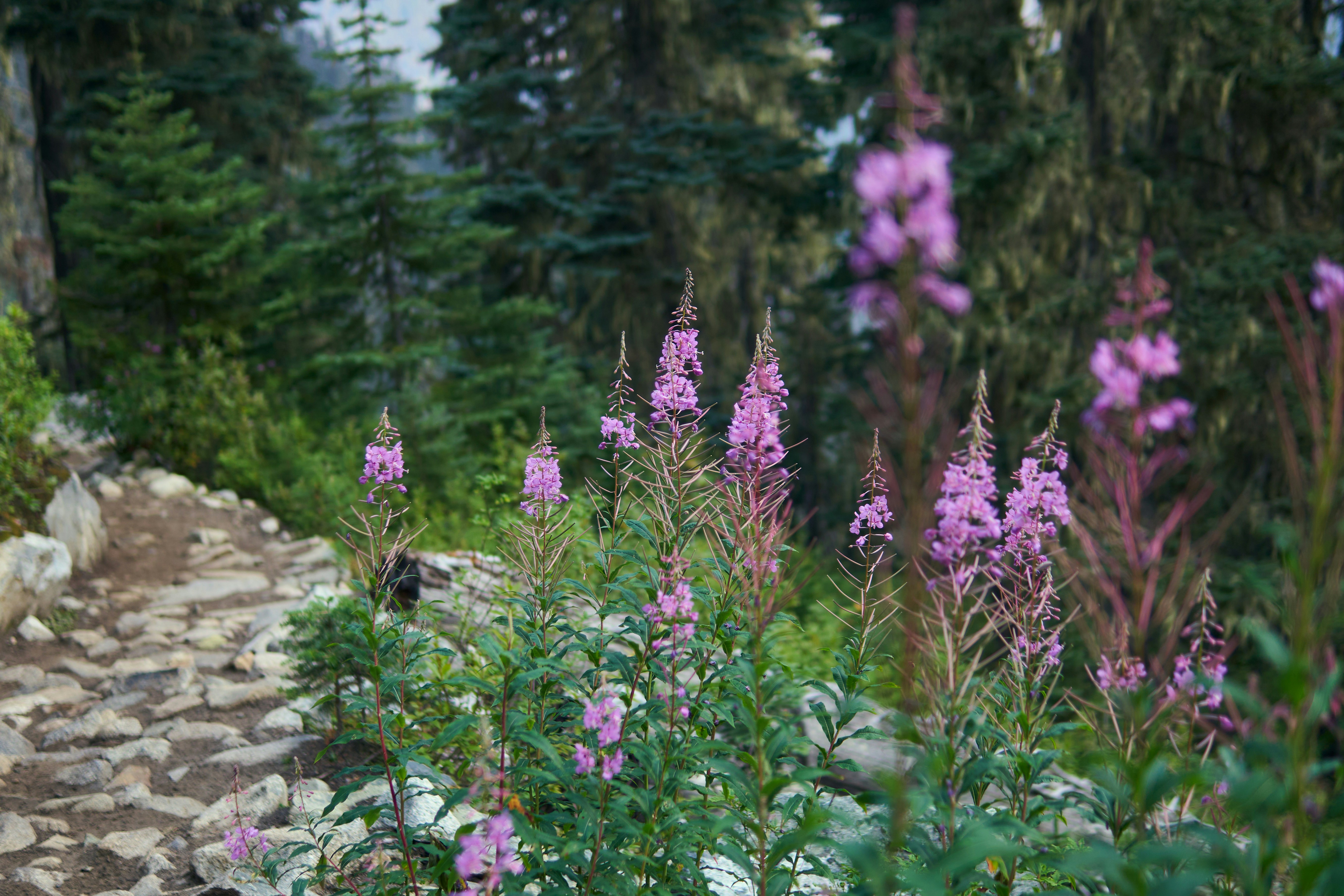 Field of Lavender Peaks: Purple Spires Against a Forest Path