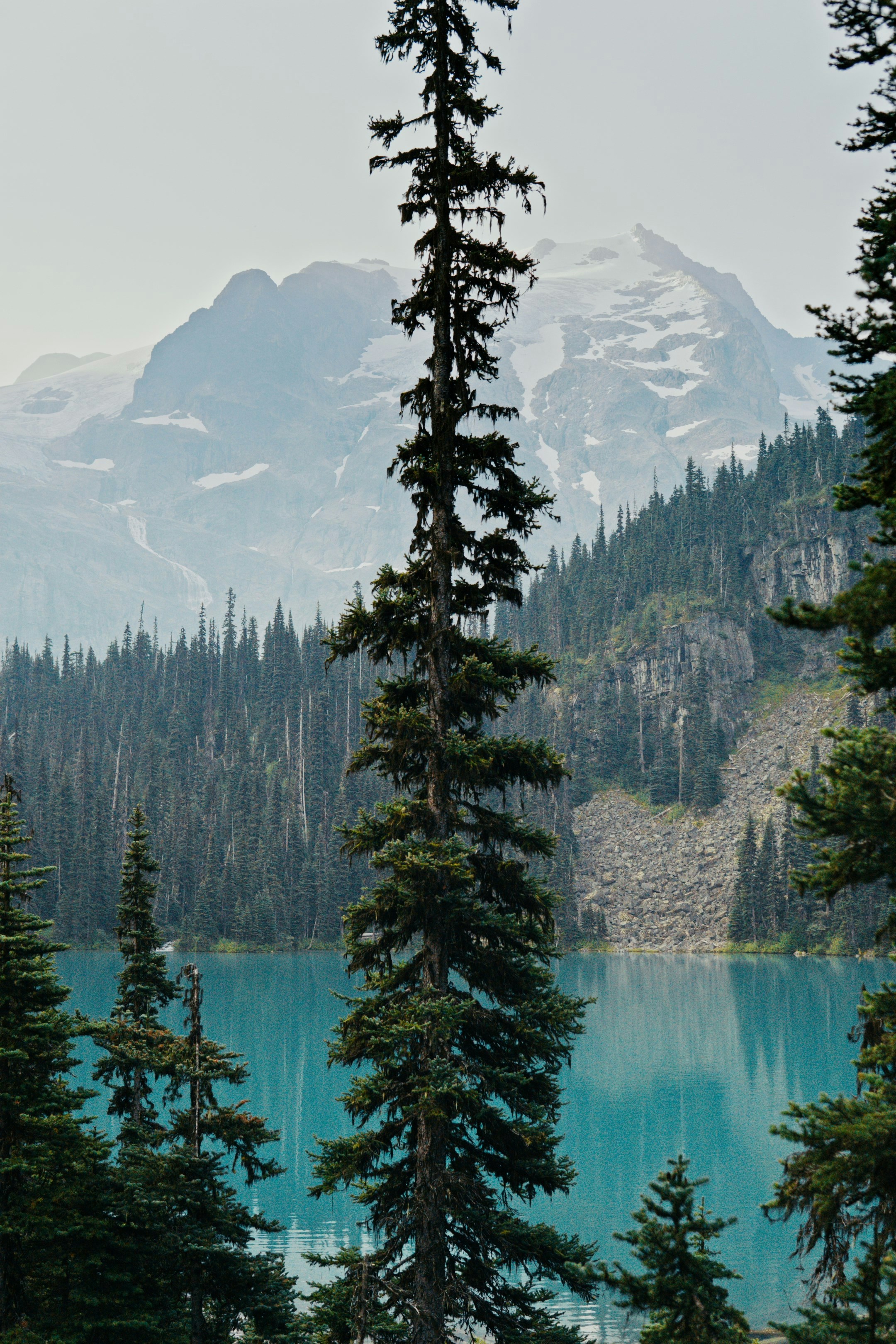 Tall Pine Between Glacier Peaks Over Azure Lake